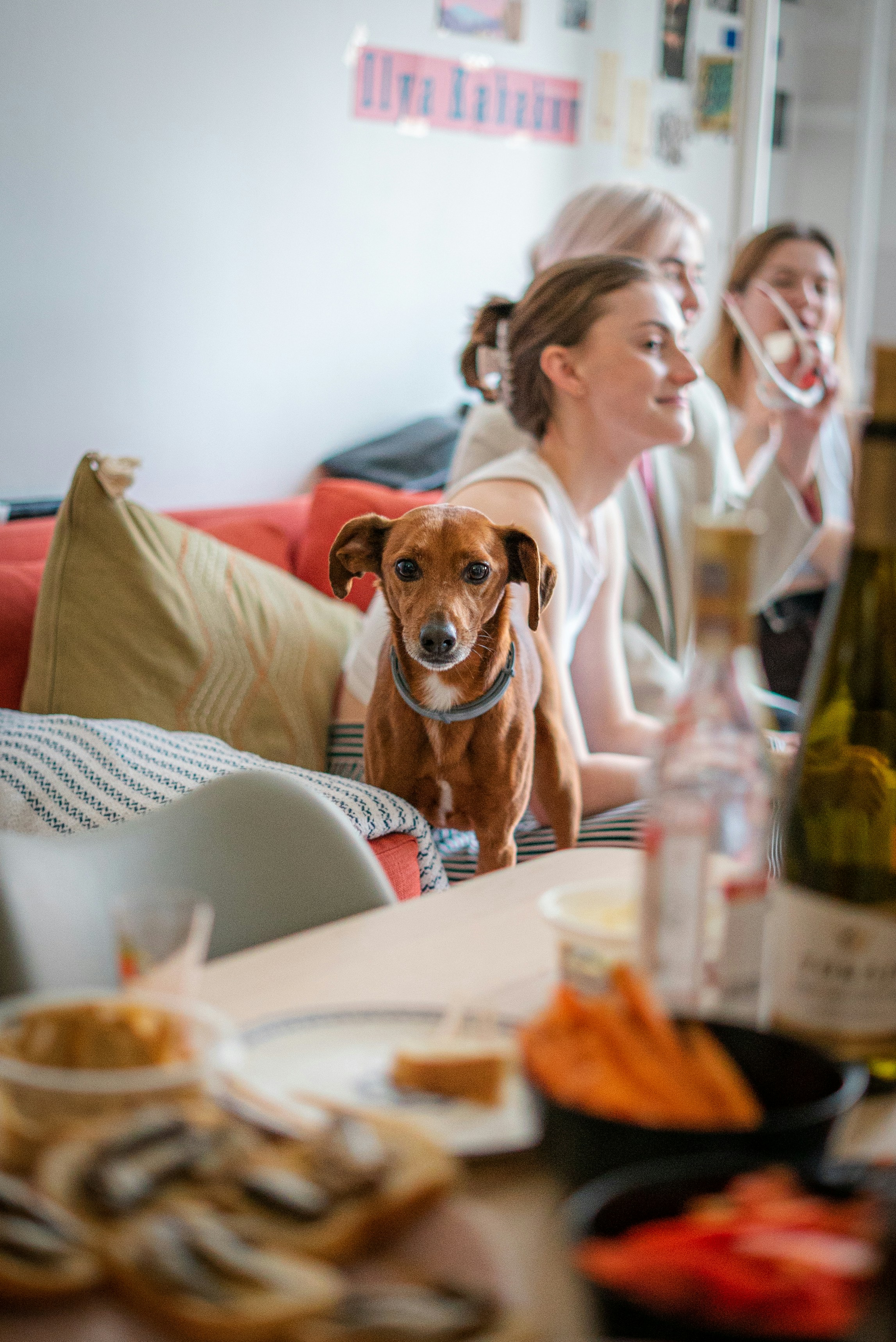 Centerstage Dachshund: Quiet Confidence at a Cozy Gathering