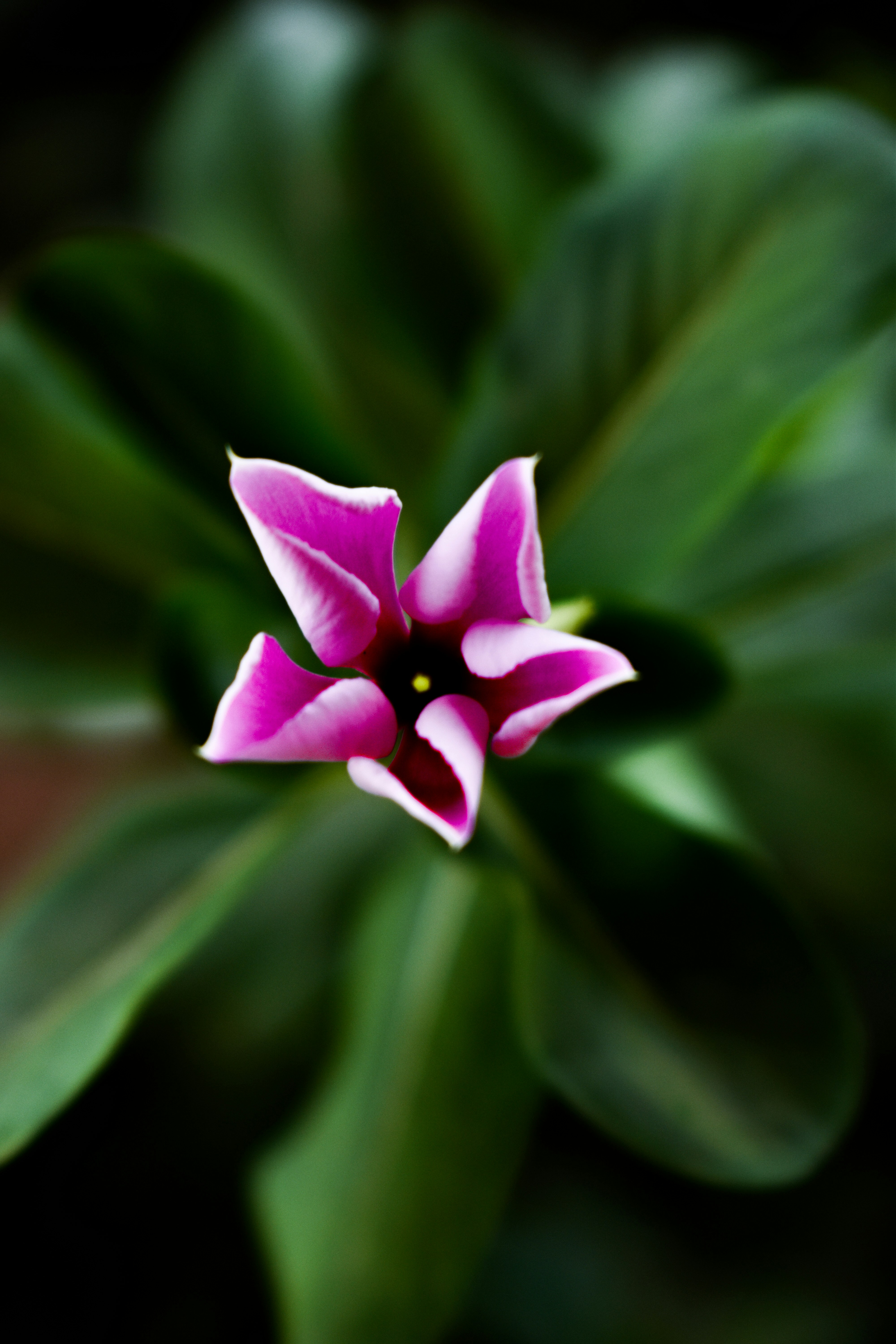 a pink flower with green leaves in the background