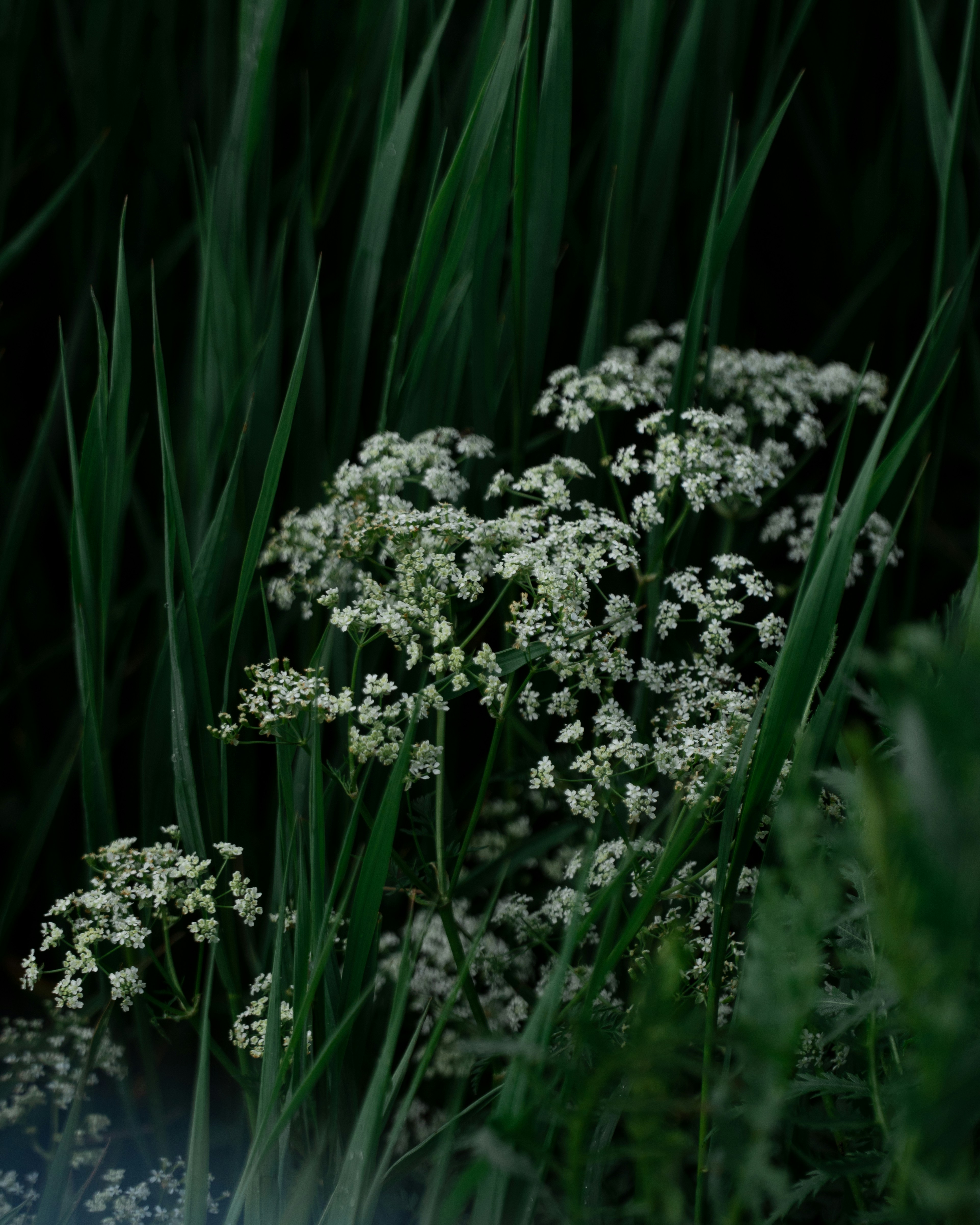 White Yarrow Among Green Shards: A Quiet Macro Moment