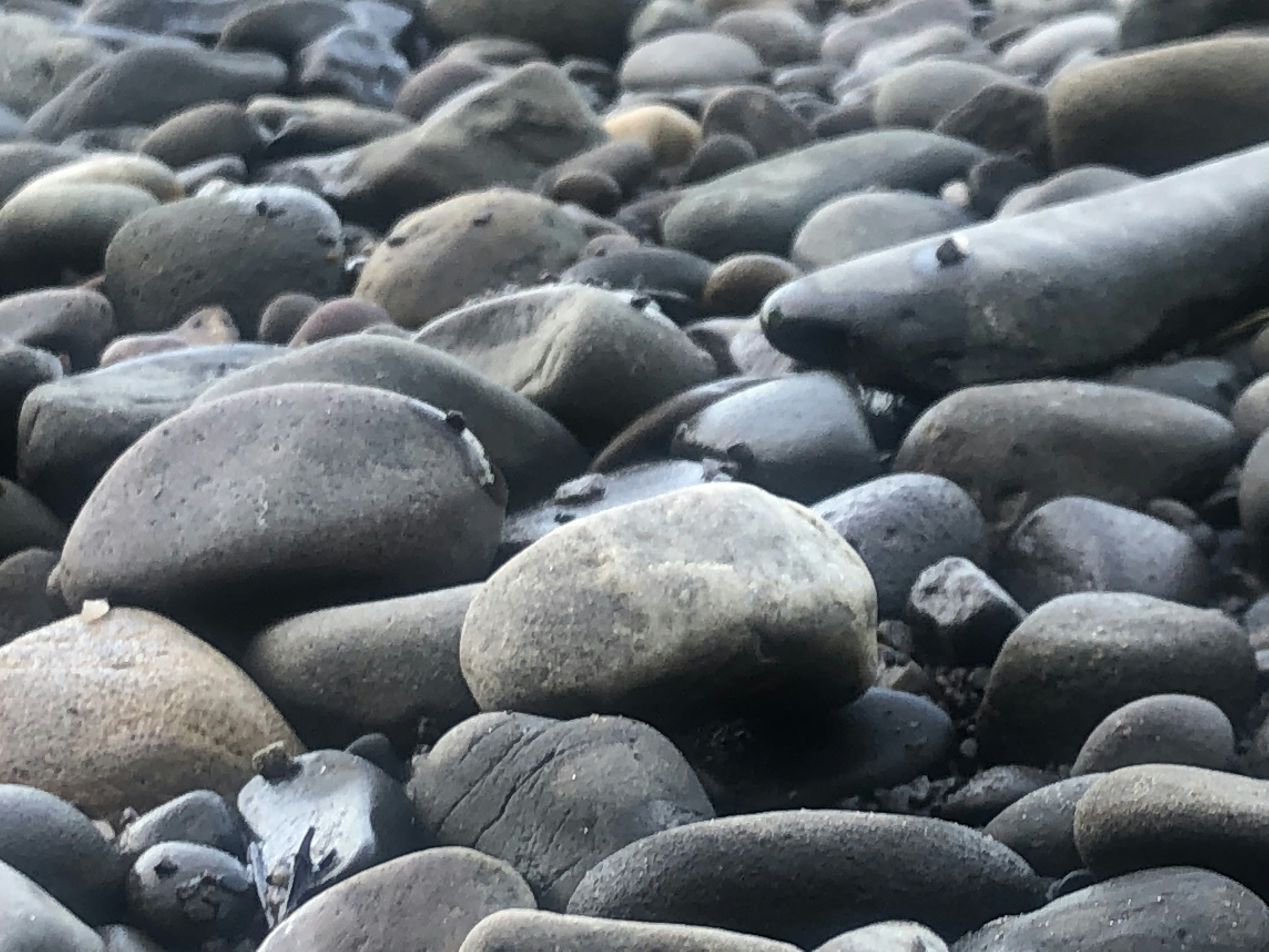 Pebble Mosaic: Wet, Smooth Stones on a Quiet Shore
