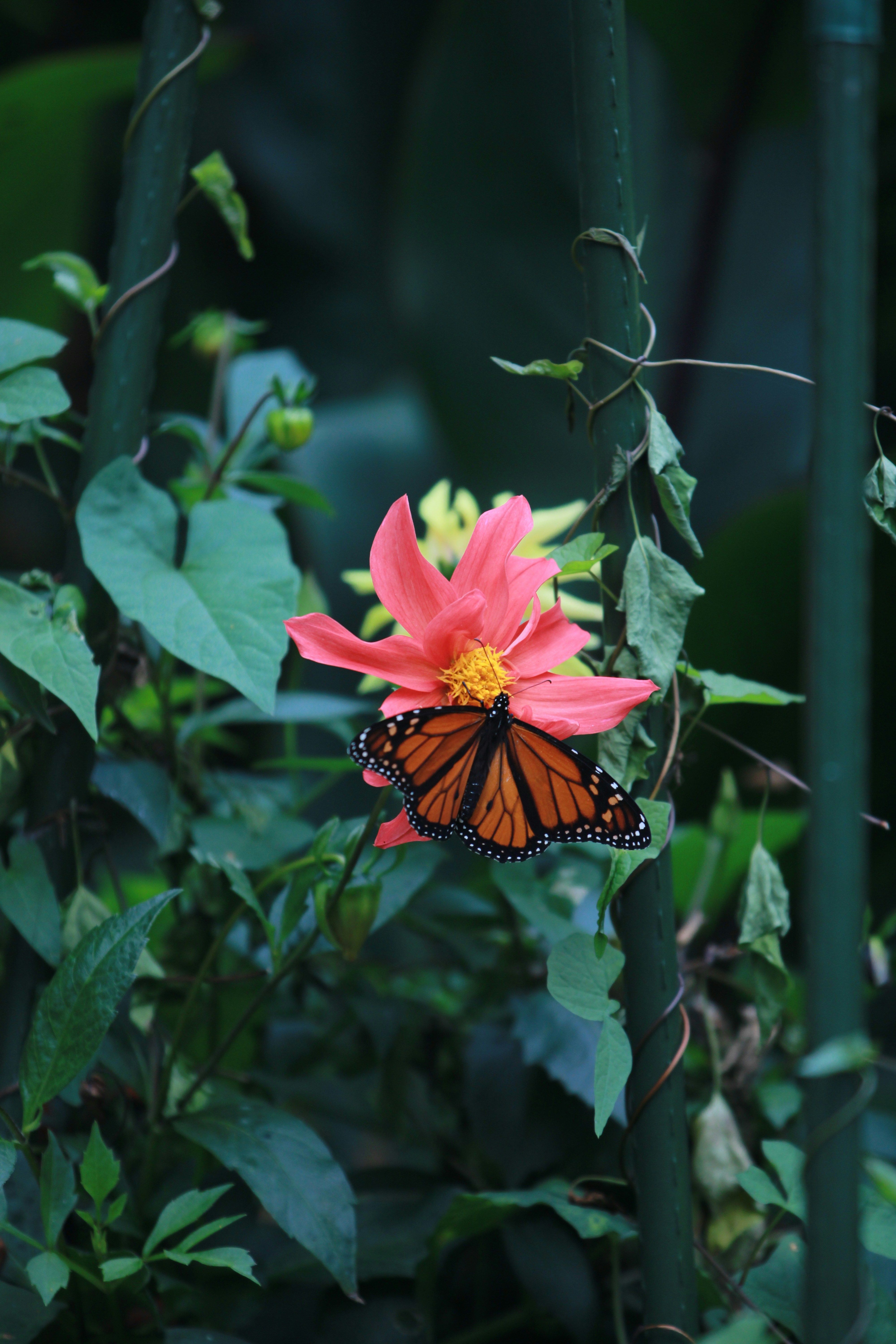 A Monarch butterfly perched on a vibrant pink flower amidst lush green foliage.