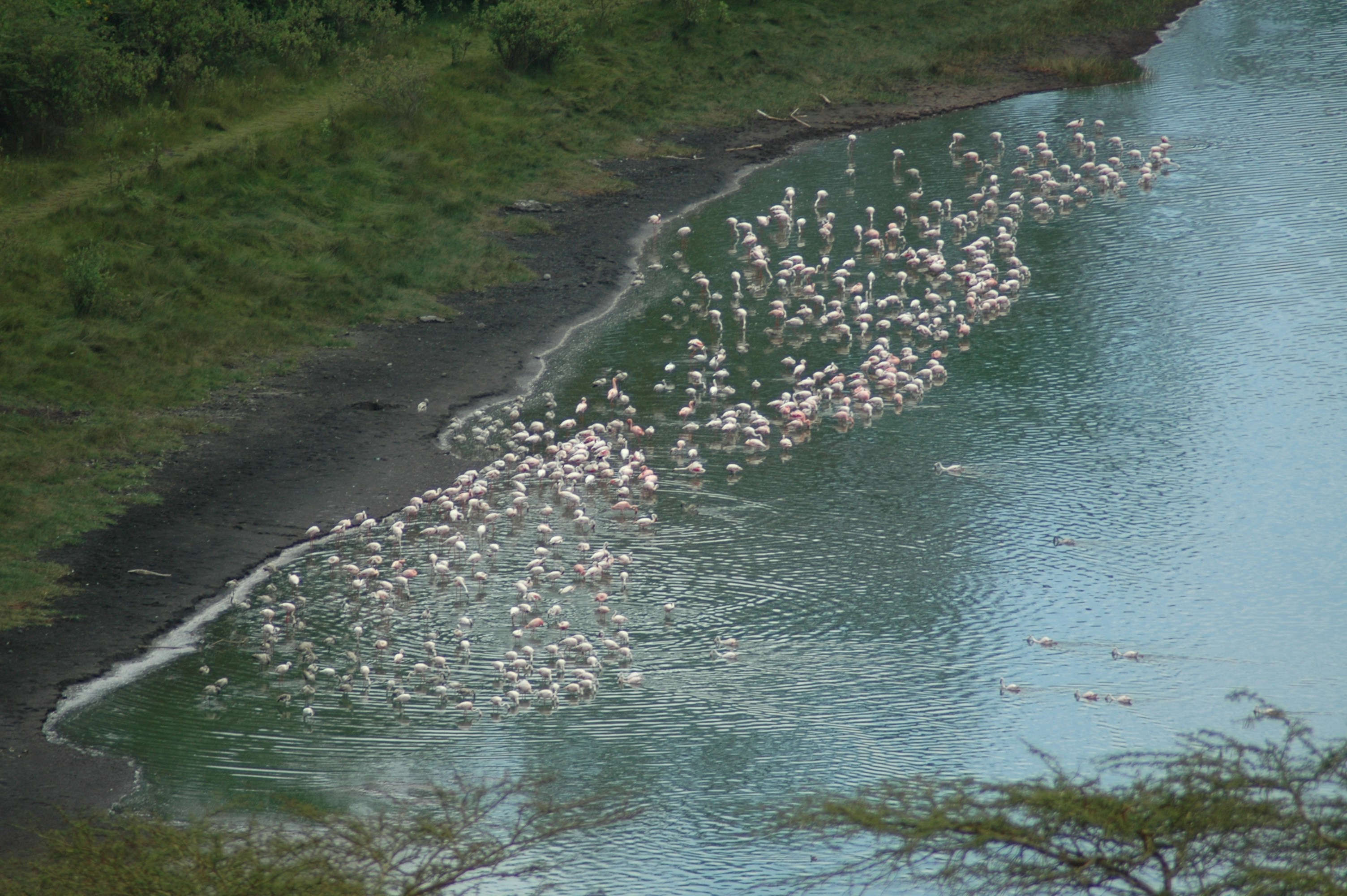 a flock of birds standing on the edge of a body of water
