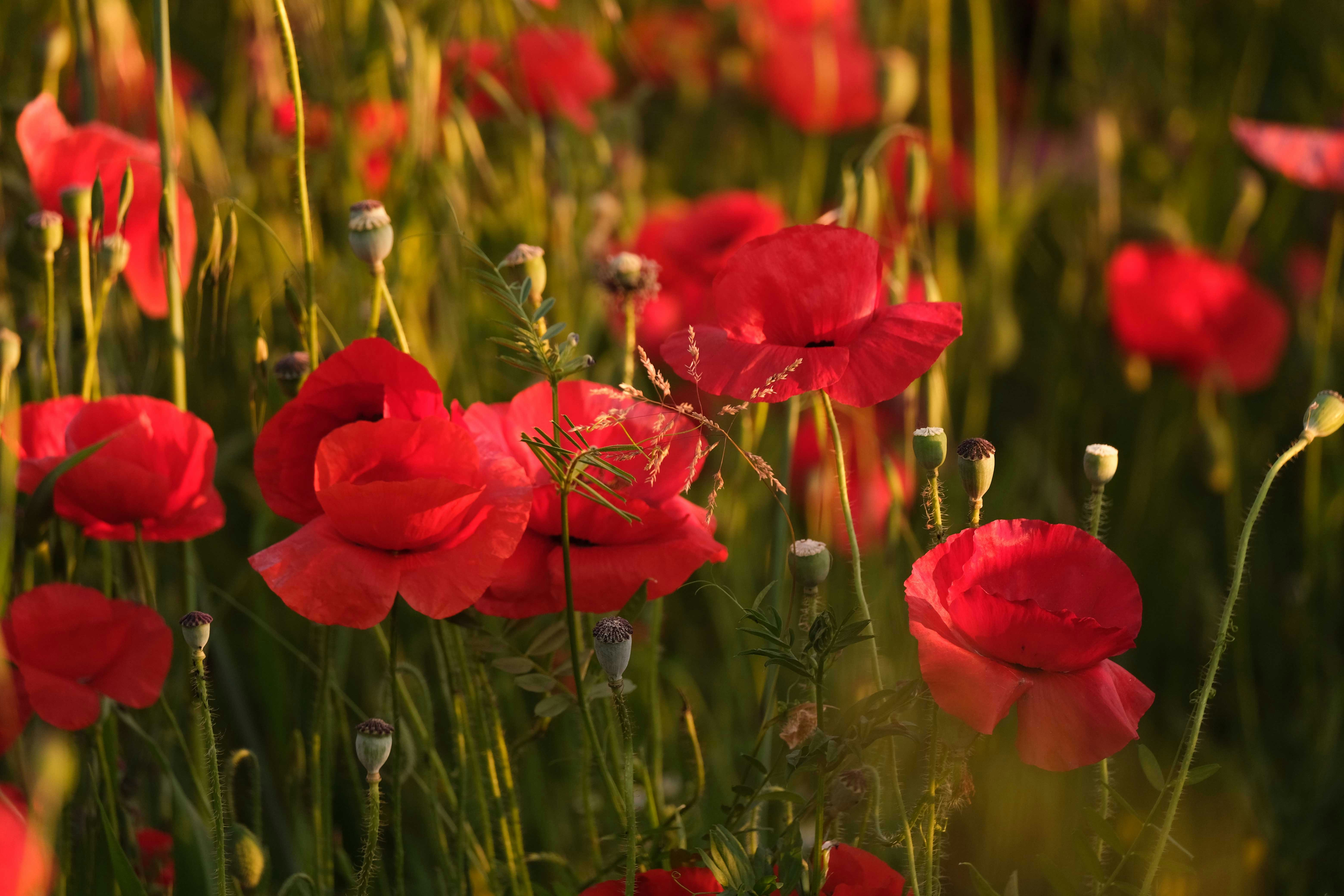 Un champ plein de fleurs rouges avec des tiges vertes photo – Photo ...