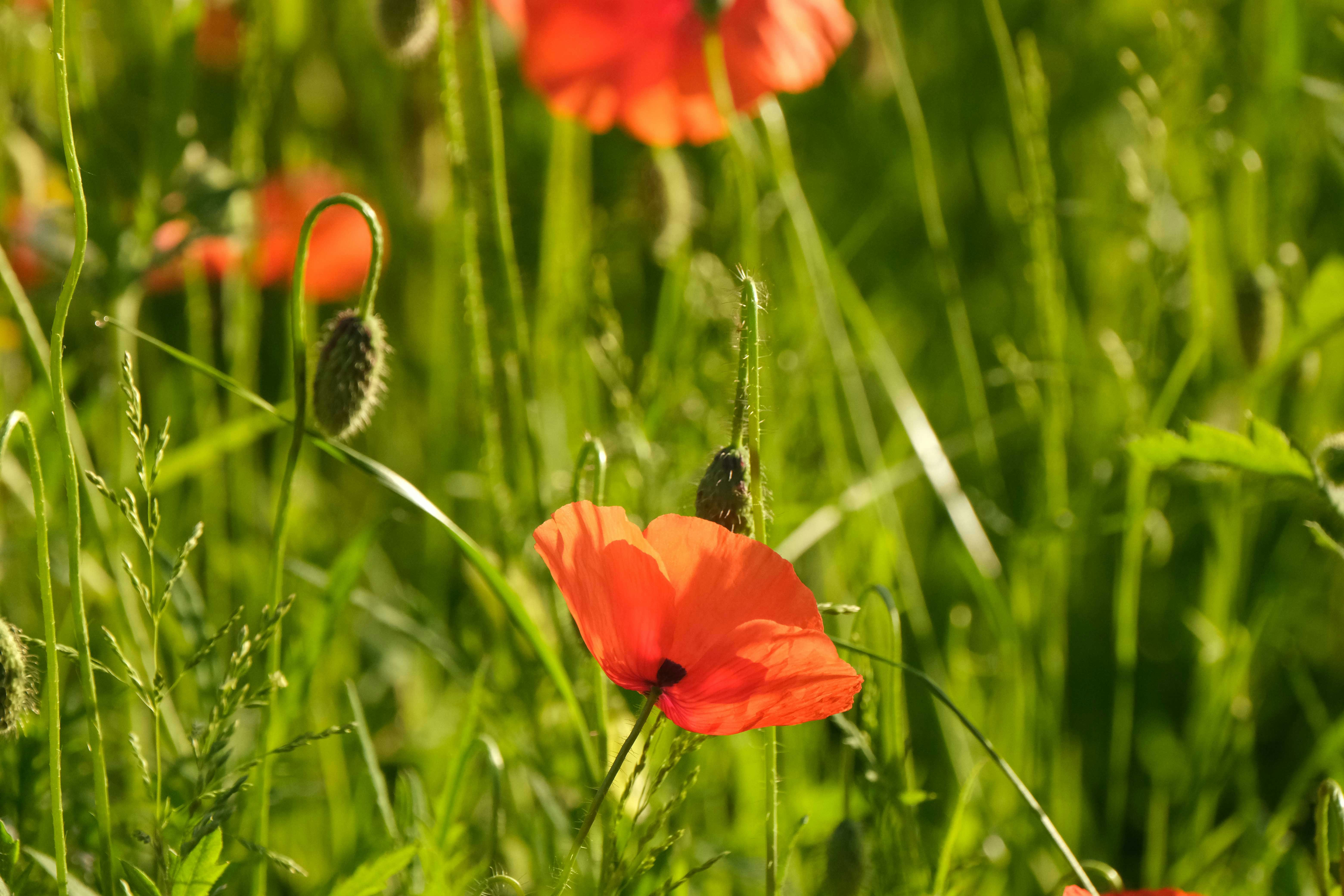 Un bouquet de fleurs rouges qui sont dans l’herbe photo – Photo Plante ...
