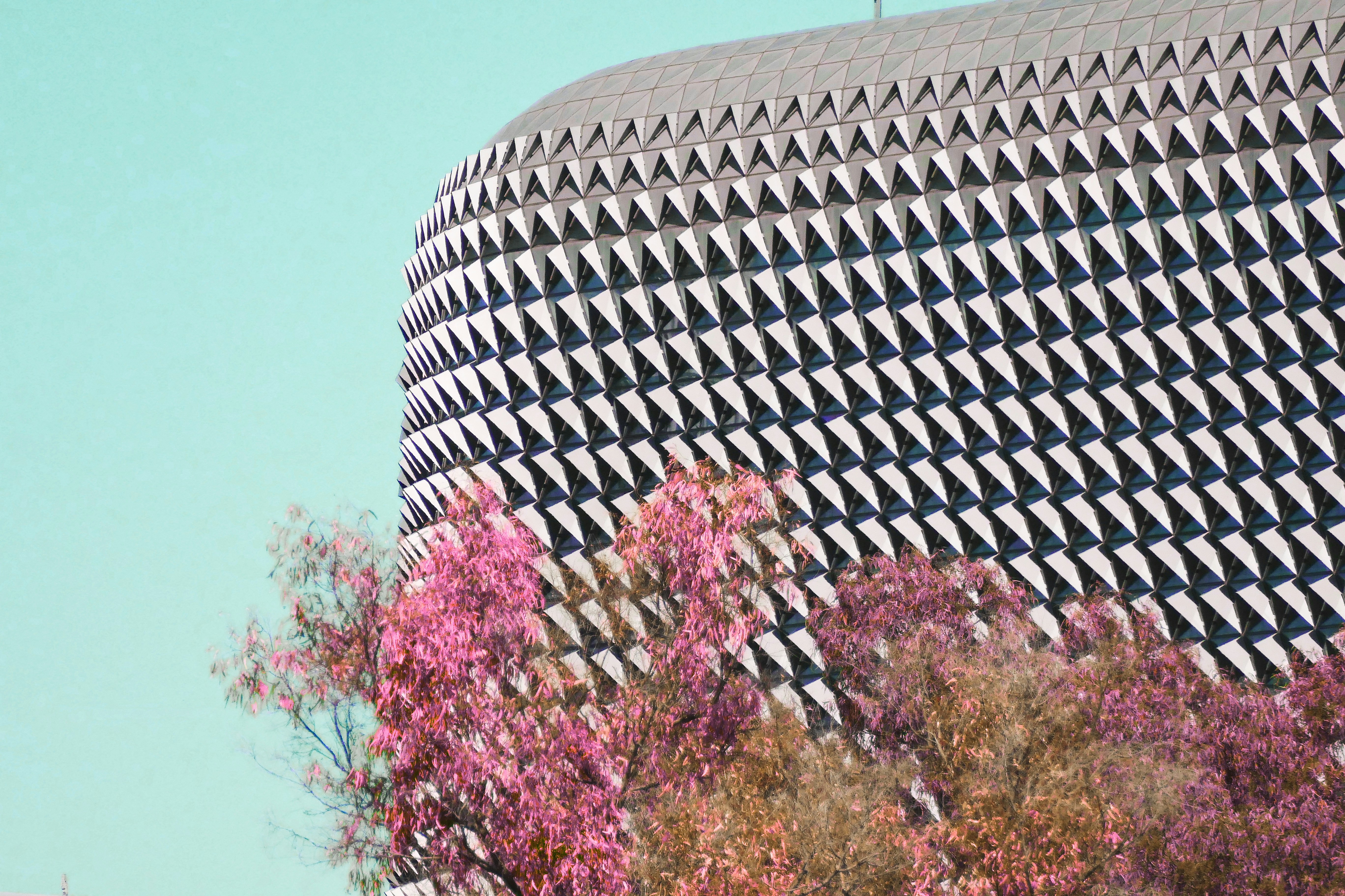 Triangular Facade on a Curved Tower Framed by Spring Blossoms