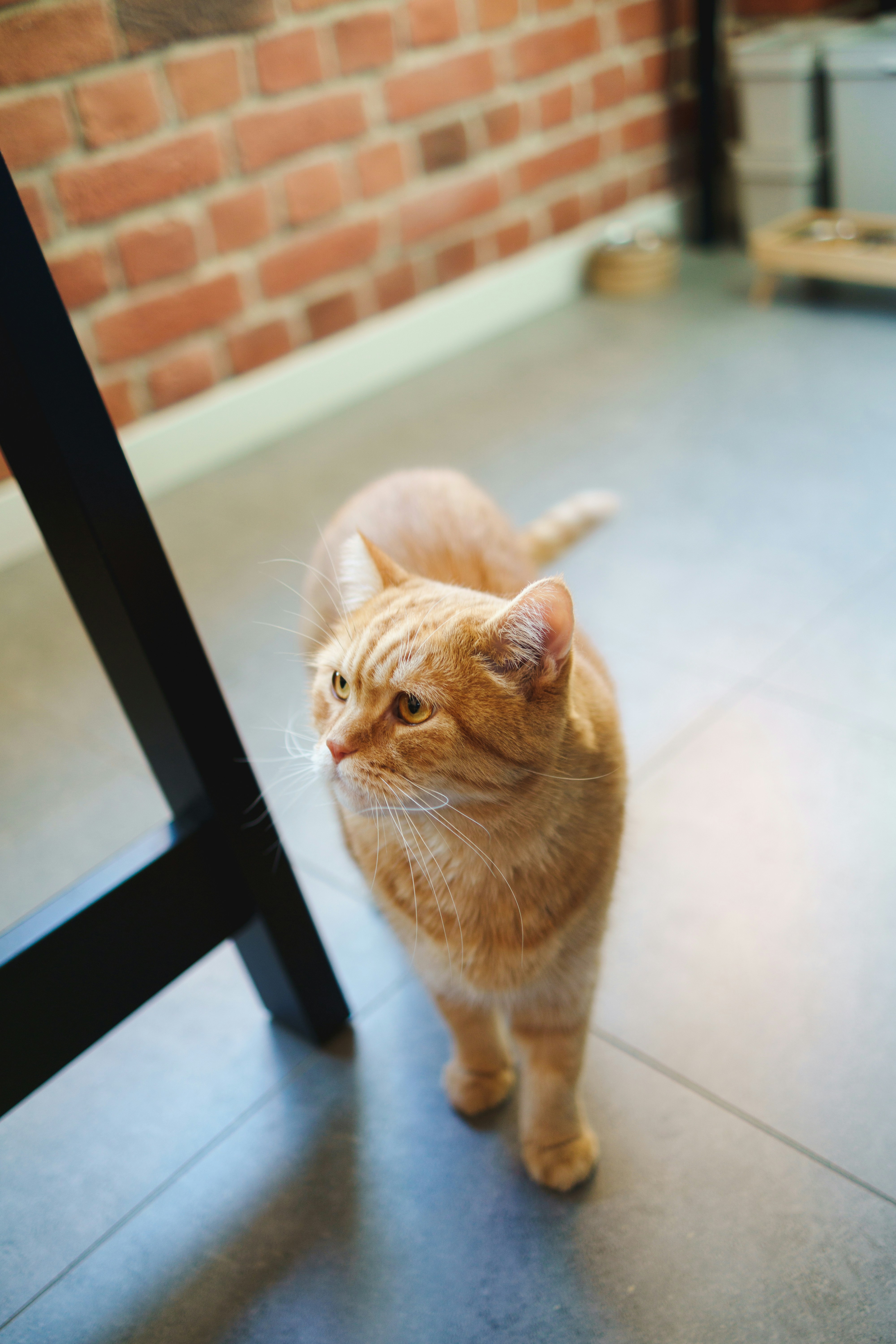 an orange tabby cat standing in front of a chair