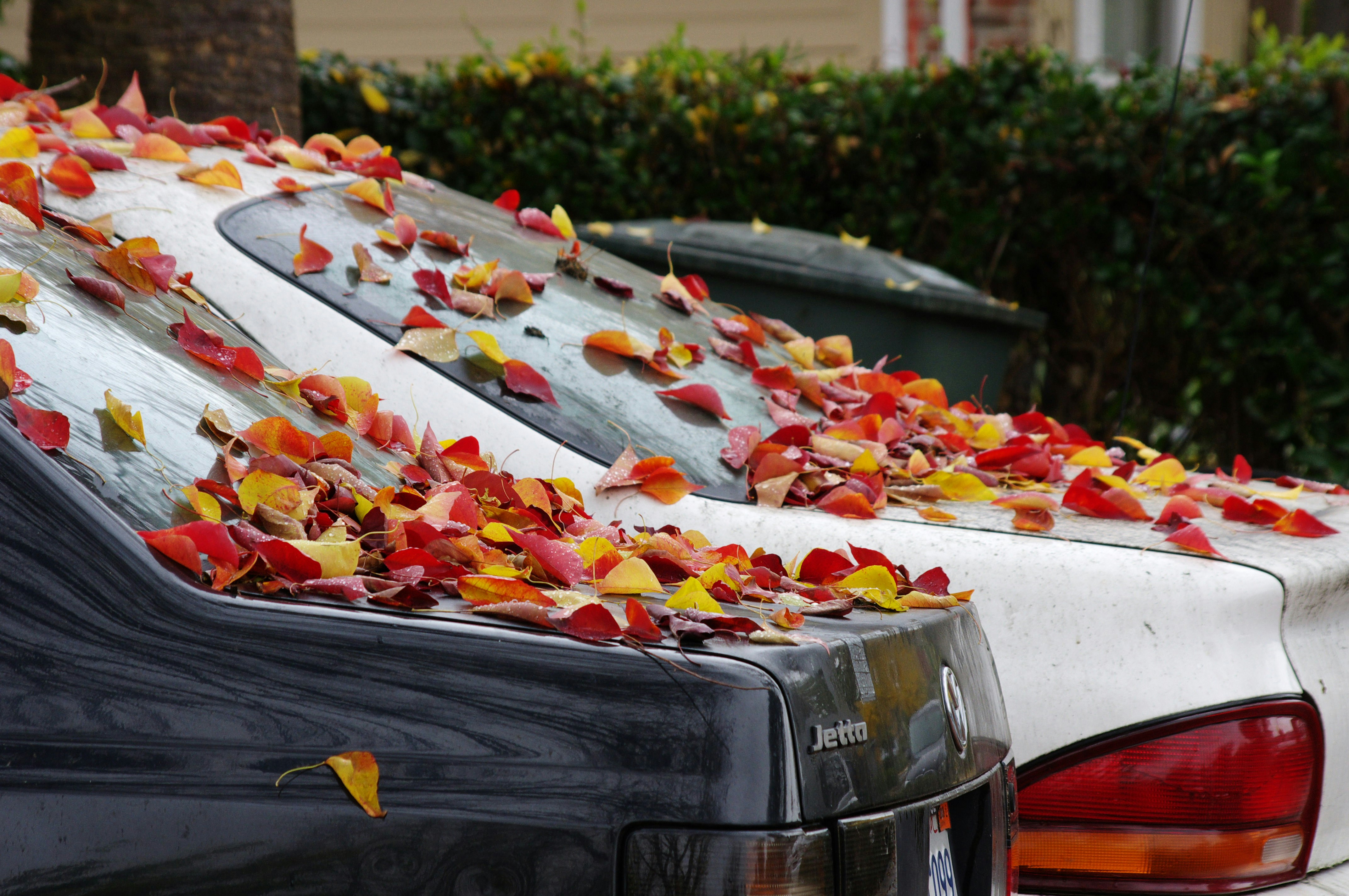 Vibrant autumn leaves blanket the roofs of two parked cars, showcasing a mix of red, yellow, and orange hues against a muted background.