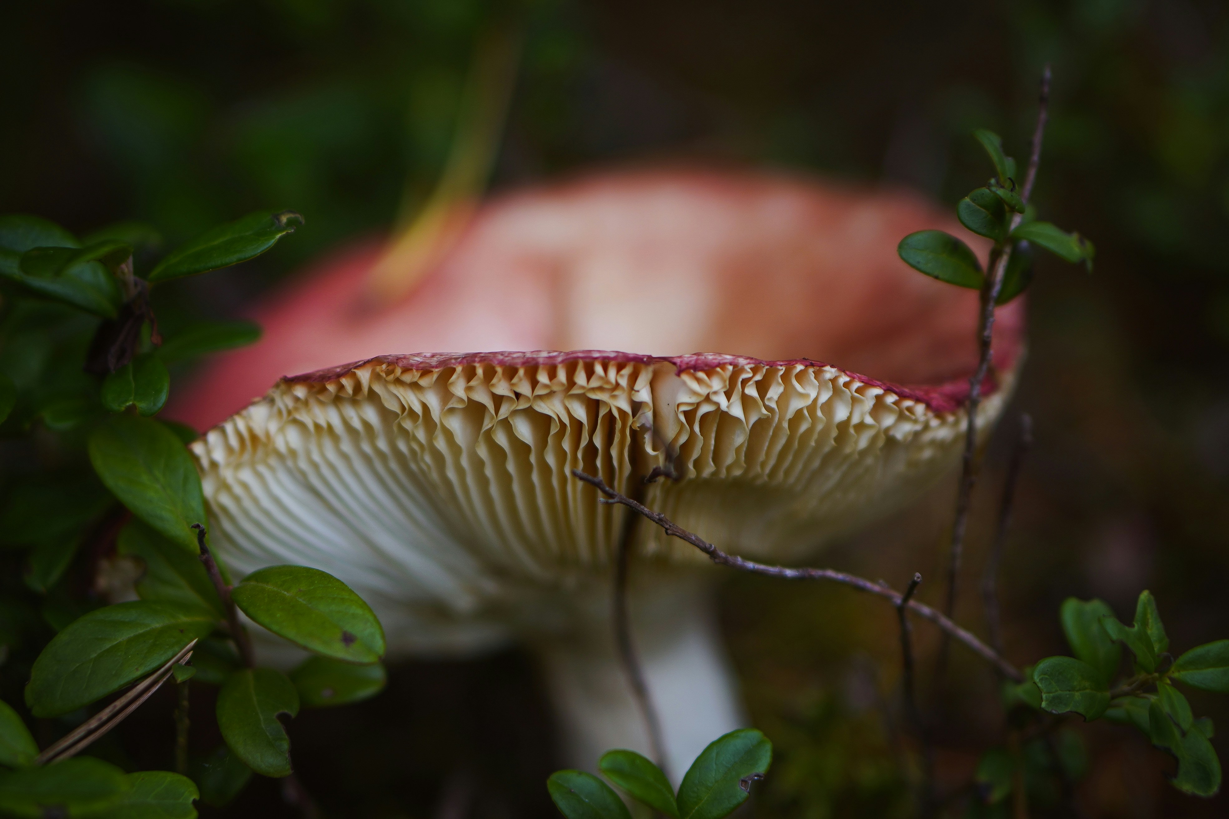 a close up of a mushroom on a tree branch