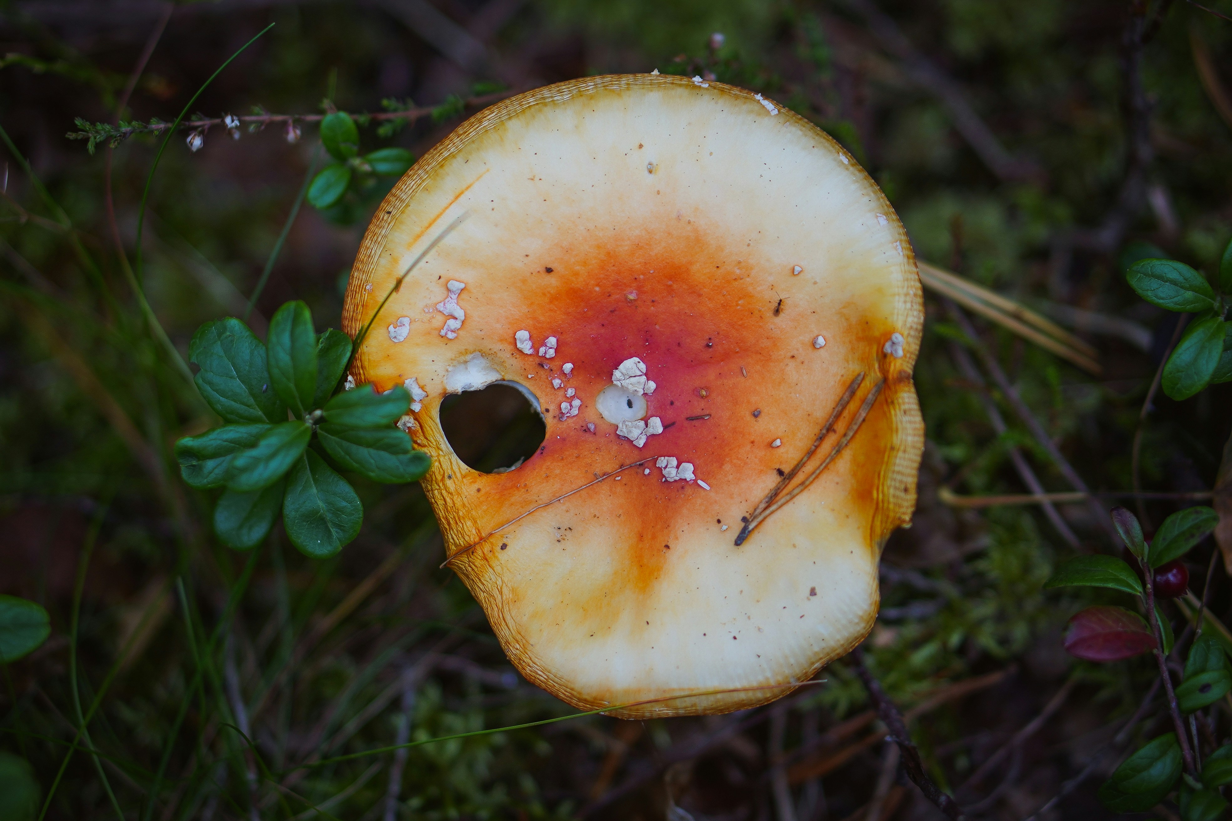 Scarlet-Rimmed Fungus Slice: A Lone Fungus Disc in Forest Understory