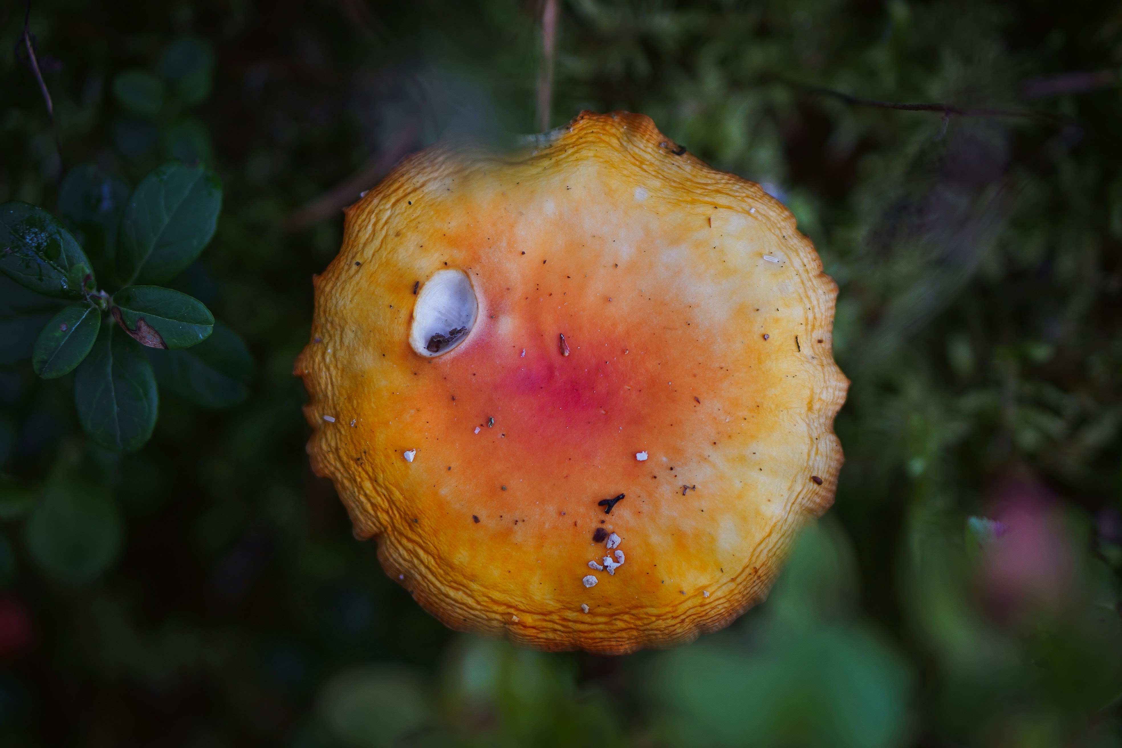 Lone Orange Mushroom Cap Anchors the Quiet Forest