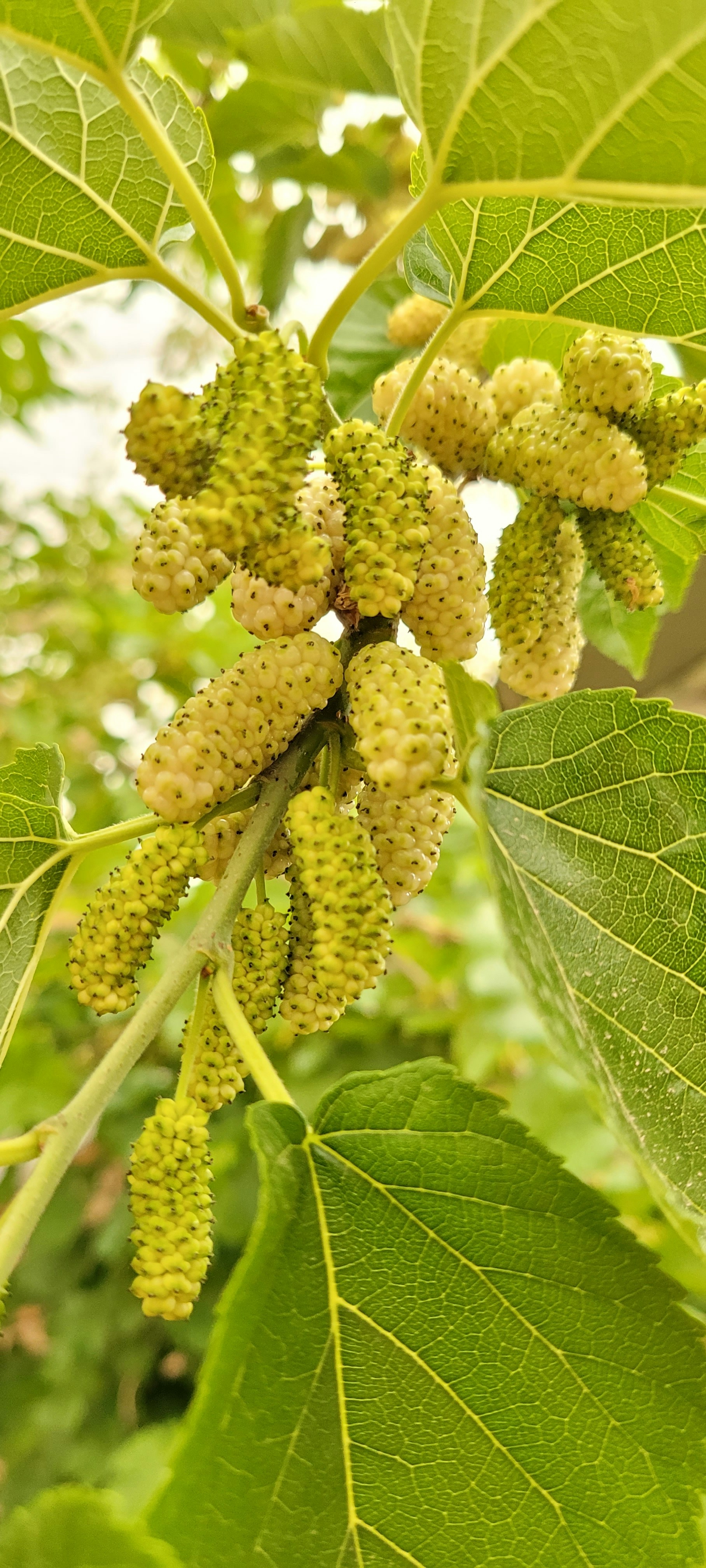 Clusters of ripening white mulberries bathed in soft spring light
