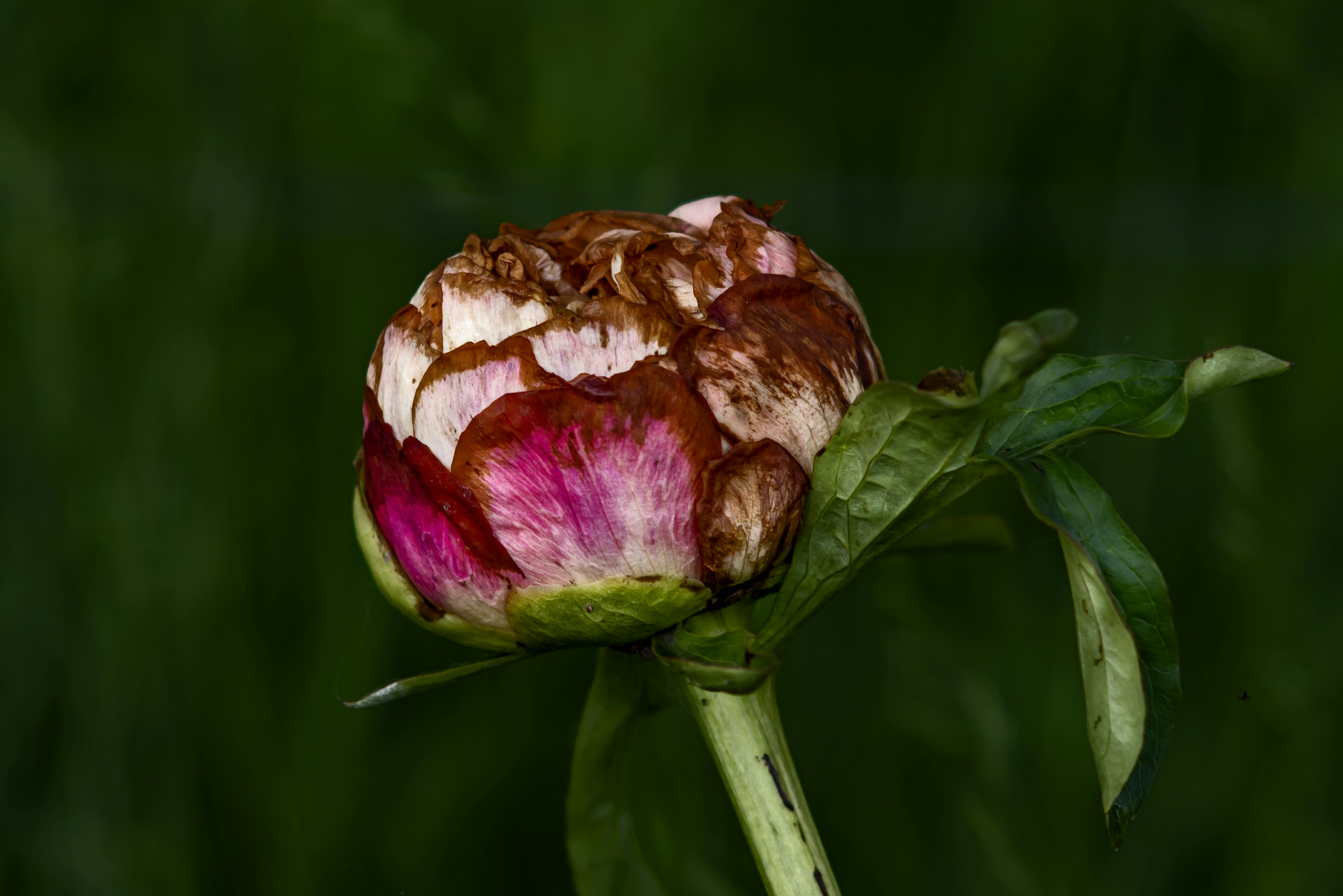 Weathered Elegance of a Peony Bud