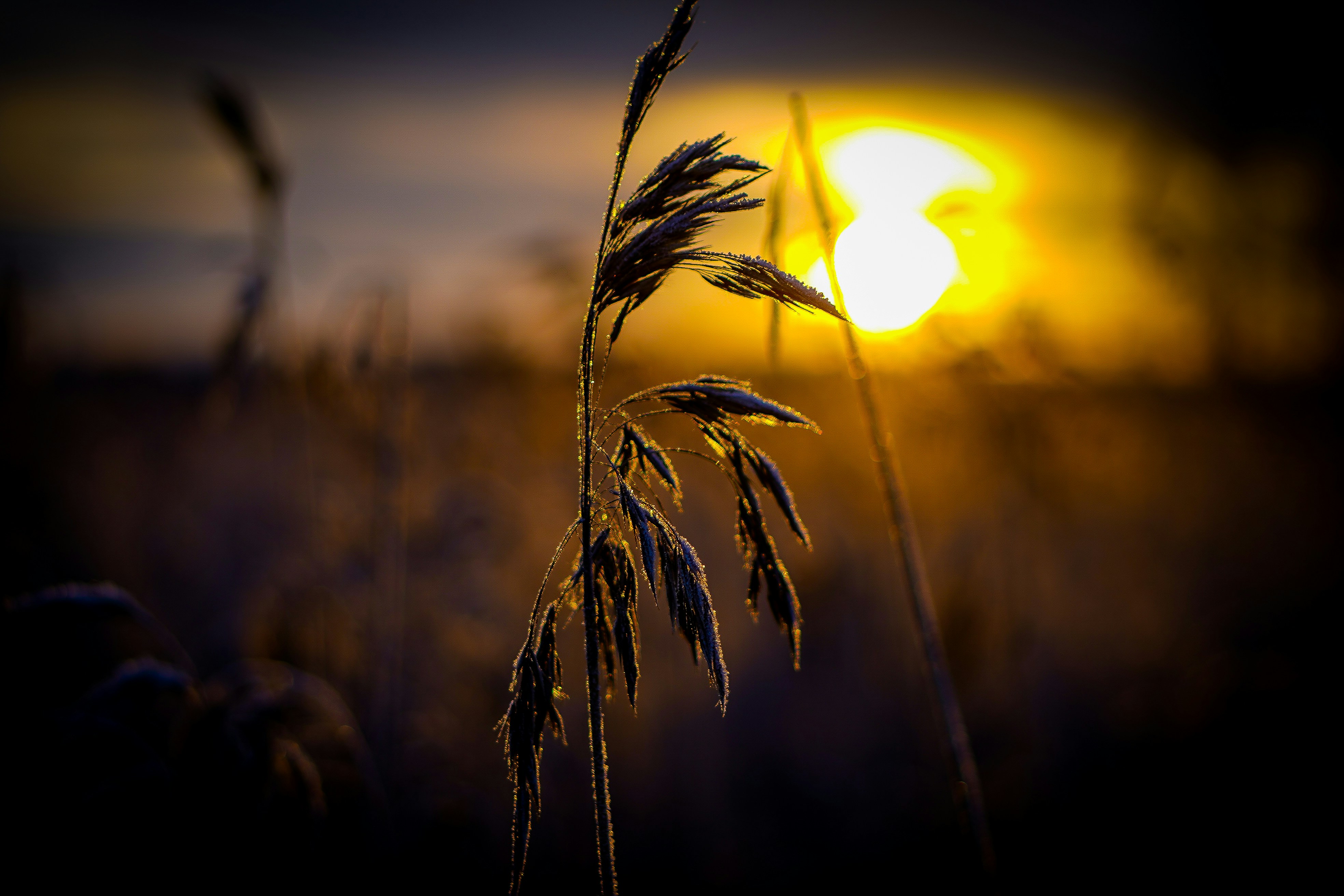 Silhouetted wheat stalks against a vibrant sunset sky.