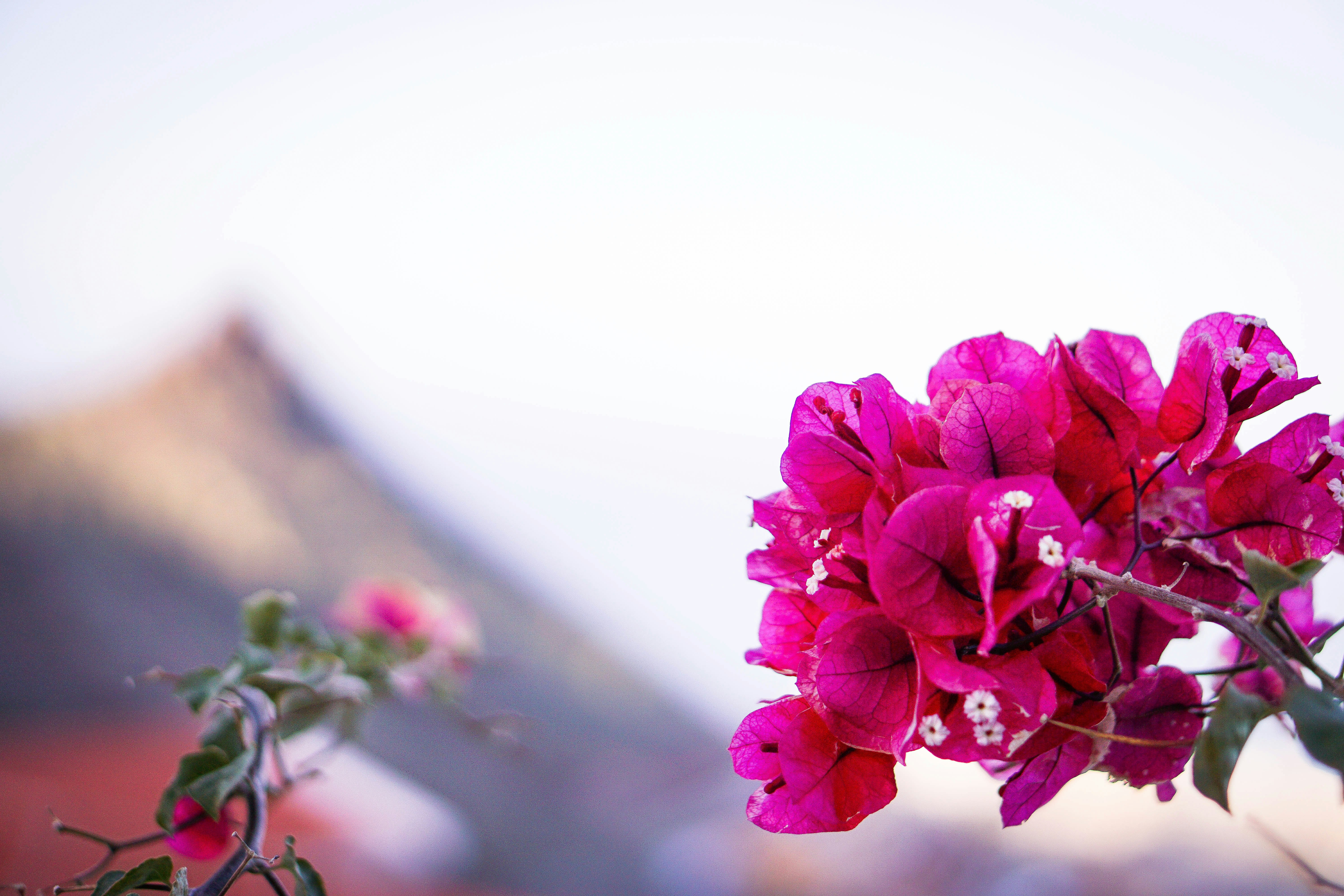 Vivid Bougainvillea in Focus Against a Distant Ridge