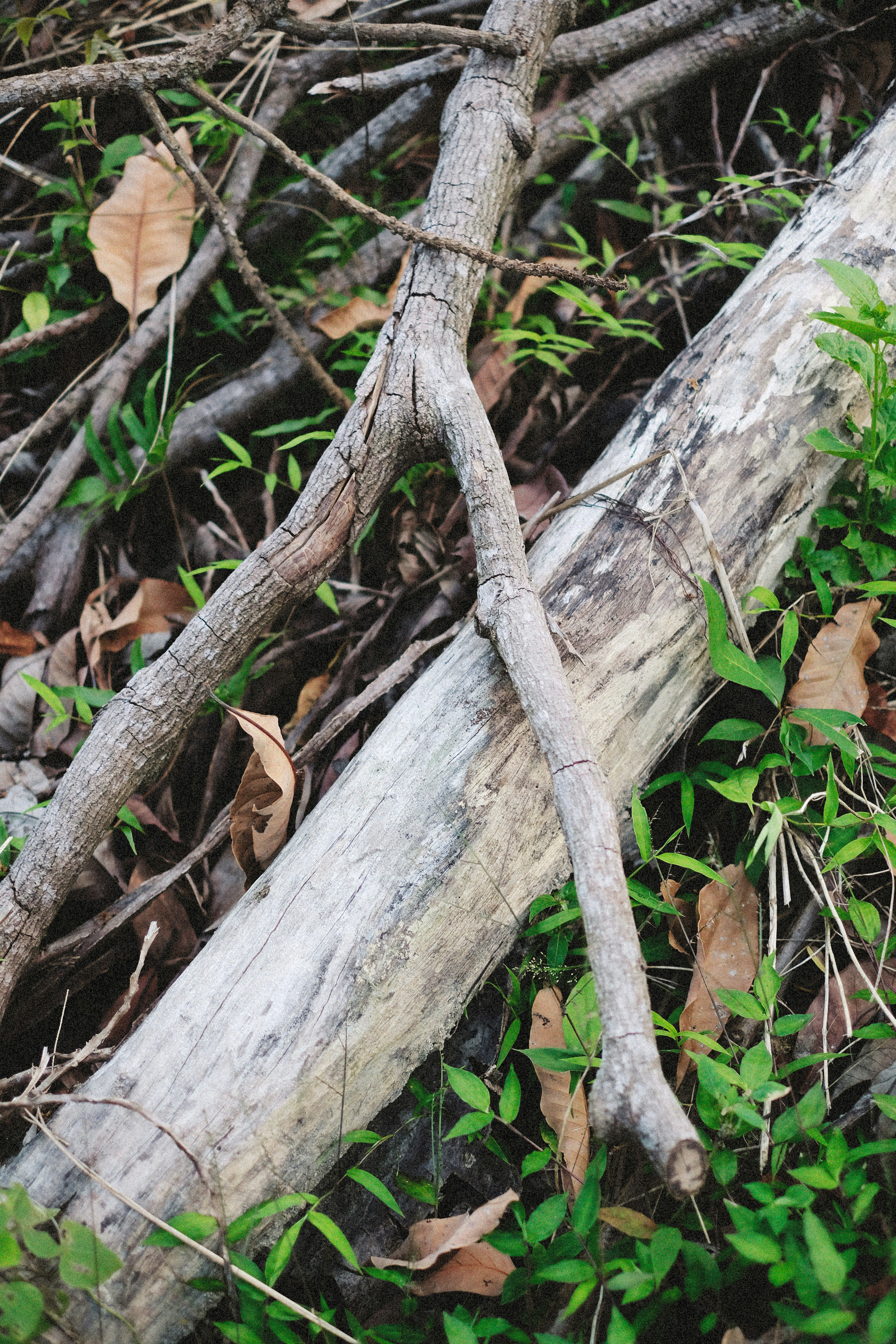 A bunch of branches that are laying on the ground photo – Free Grey ...
