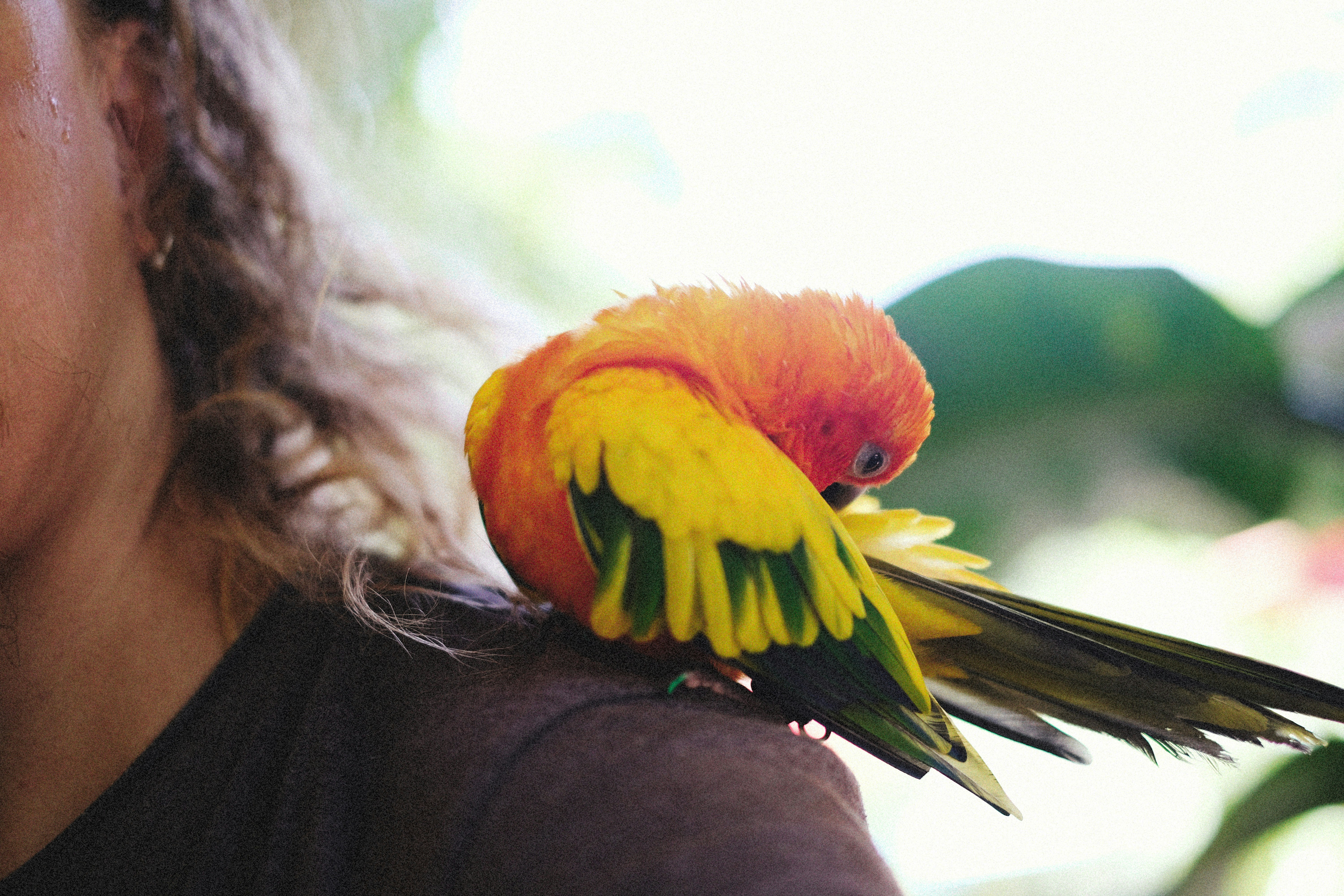 Vibrant sun conure perched on a person's shoulder, preening its colorful feathers under soft natural light.