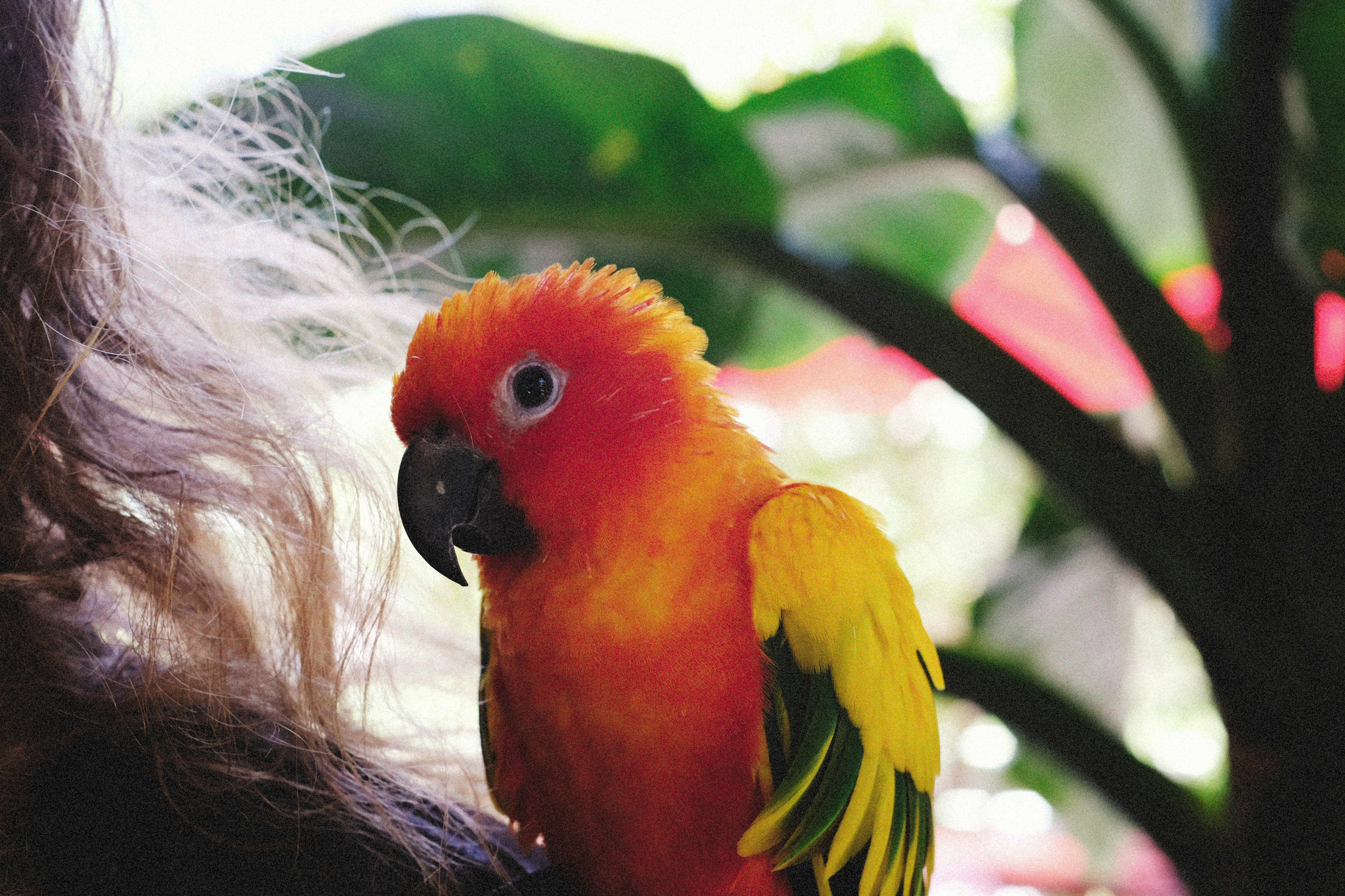 A colorful bird perched on the arm of a woman photo – Free Animal Image ...