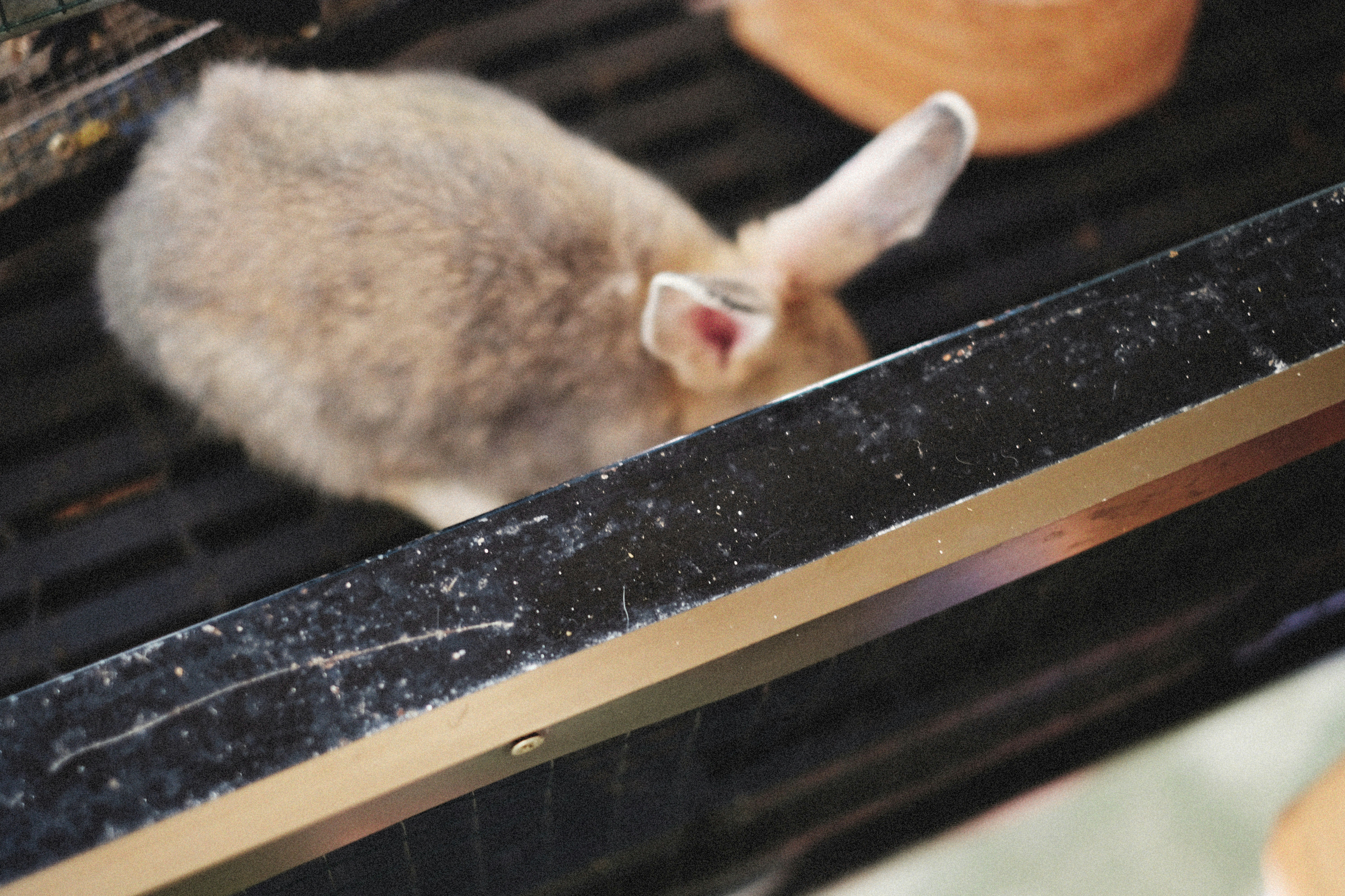 Top-Down Pause: A Pale Rabbit on a Weathered Rail