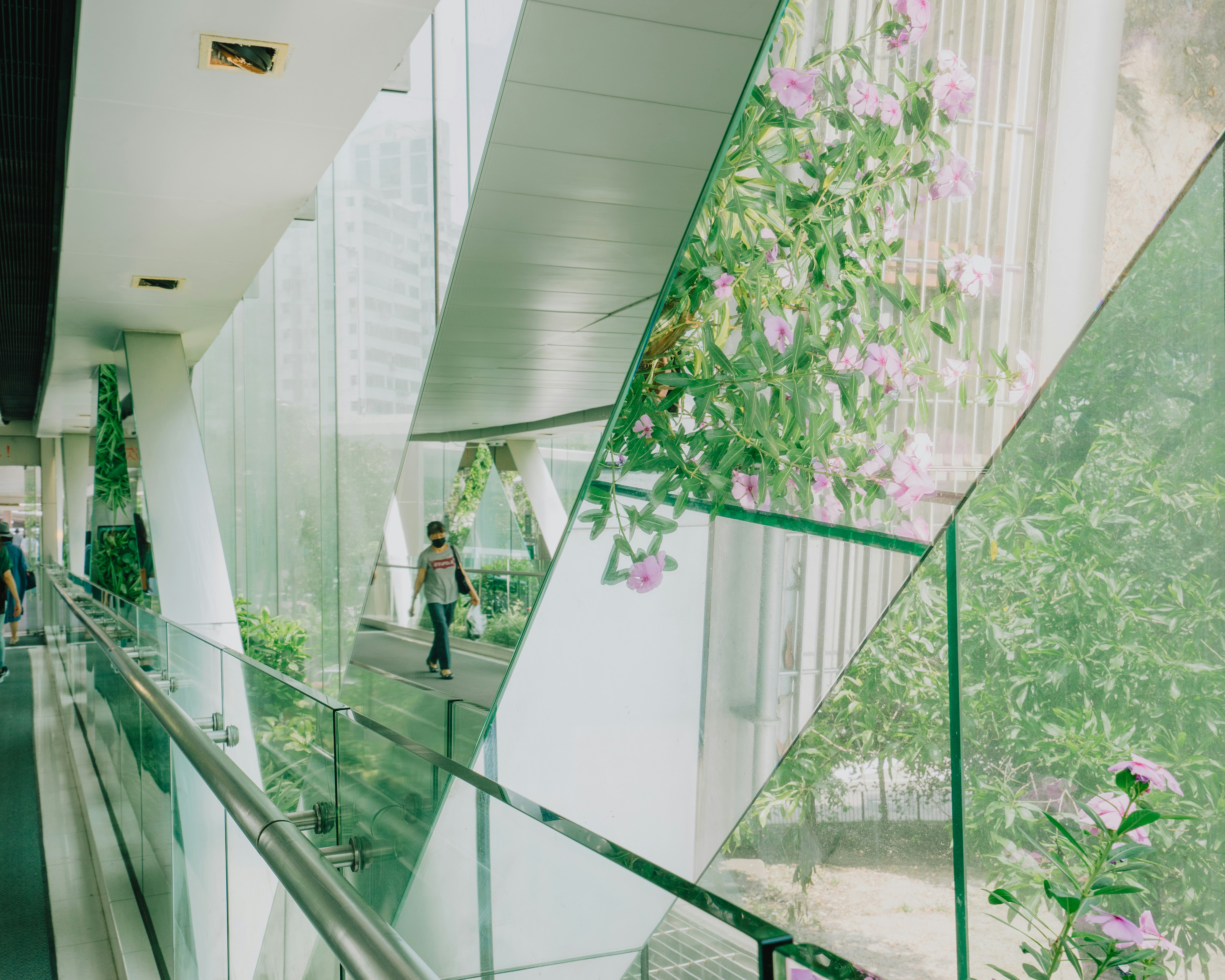 Modern architectural walkway with glass panels and vibrant plant life.