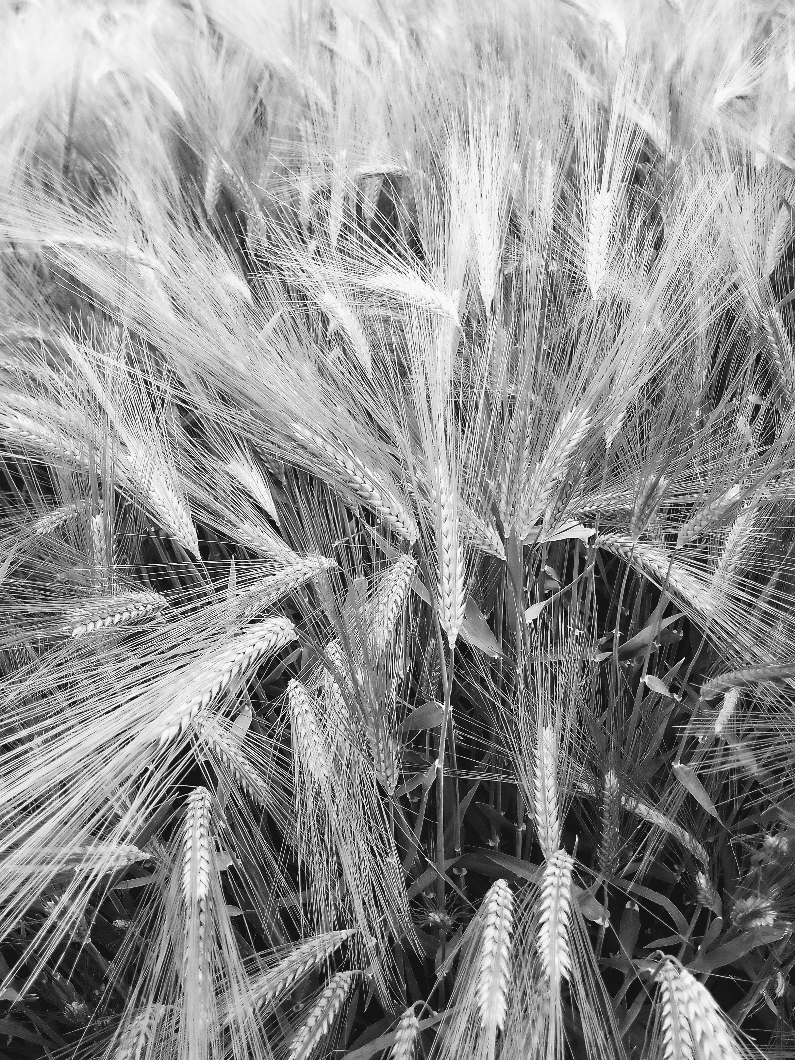 Close-up of wheat stalks radiating outward, showcasing delicate textures and intricate details in black and white.