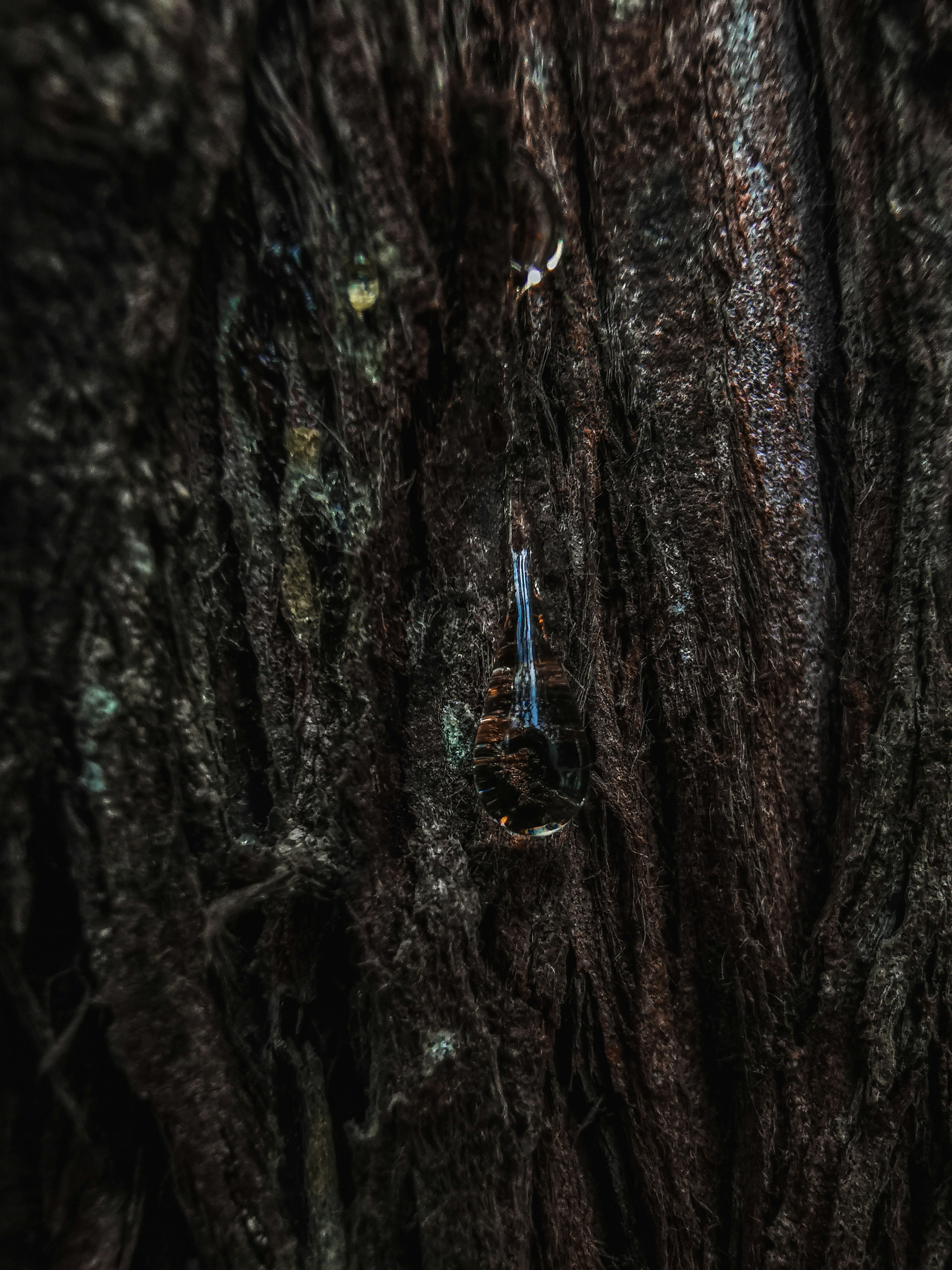 Blue Sap in a Crevice: A Macro Portrait of Timber Texture