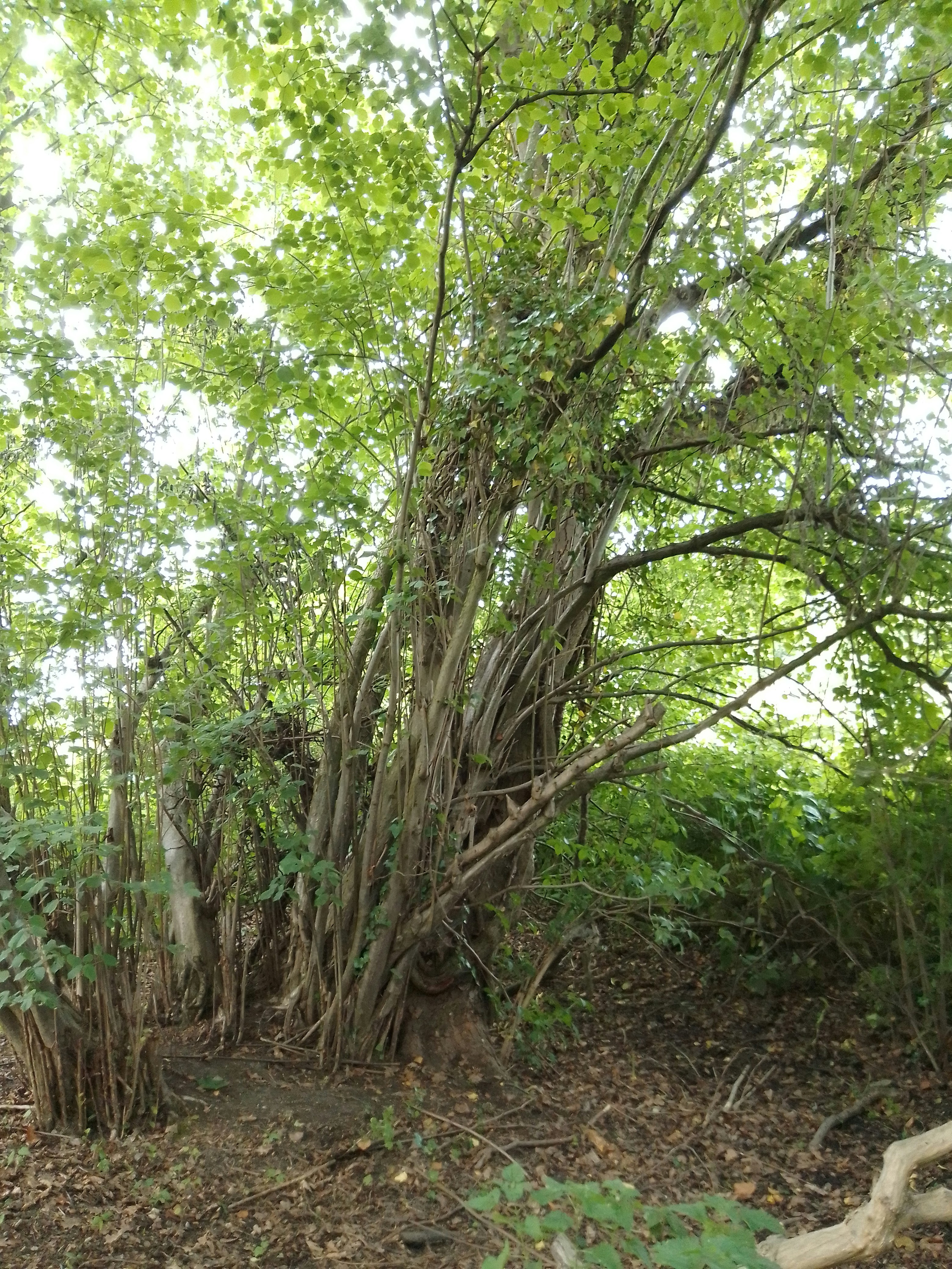 A cluster of trees enveloped in lush green foliage, showcasing the intricate textures and layers of nature's design.