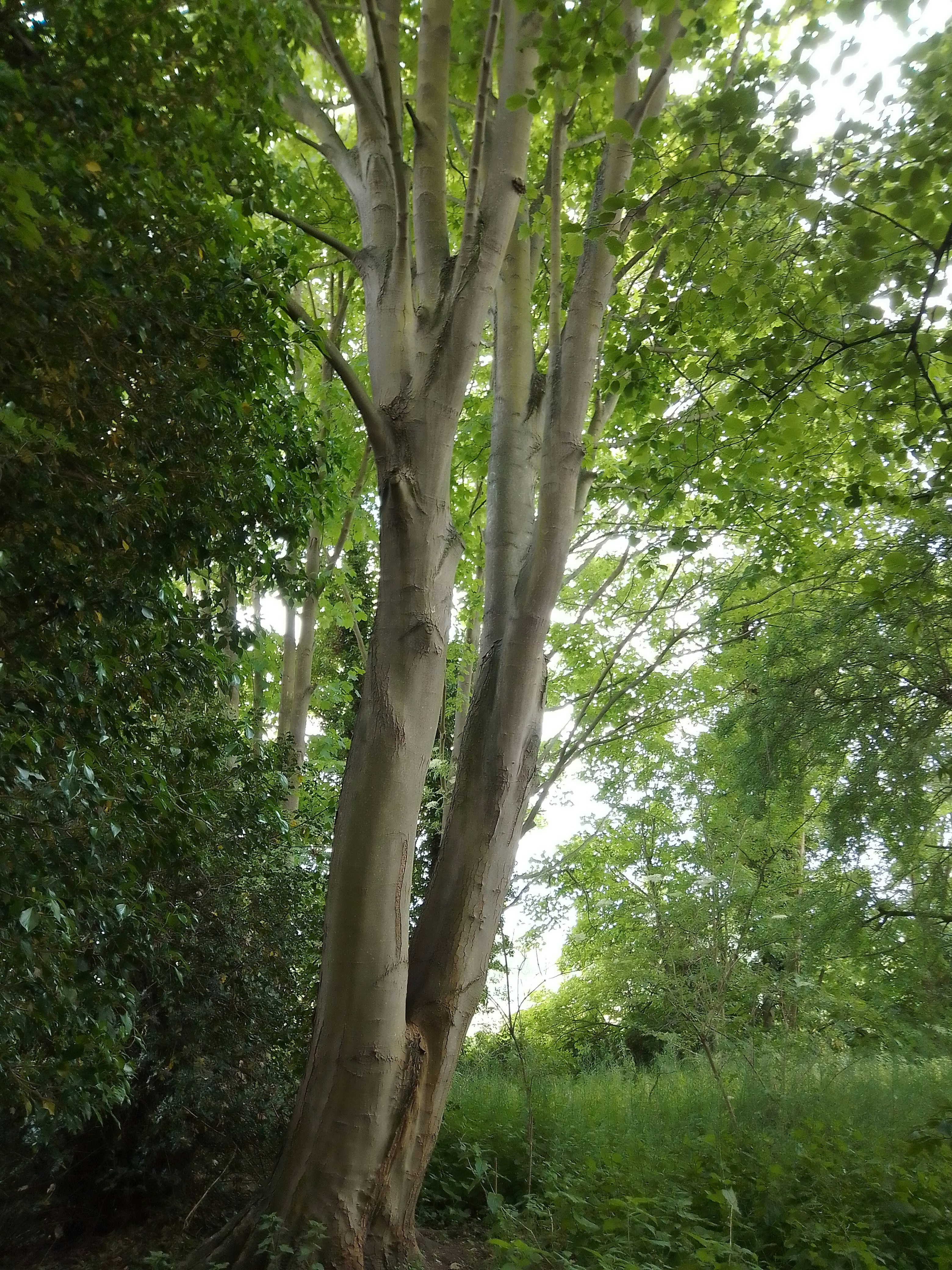 Tall trees with smooth trunks and vibrant green leaves create a serene woodland atmosphere. Sunlight filters through the foliage, illuminating the lush undergrowth.