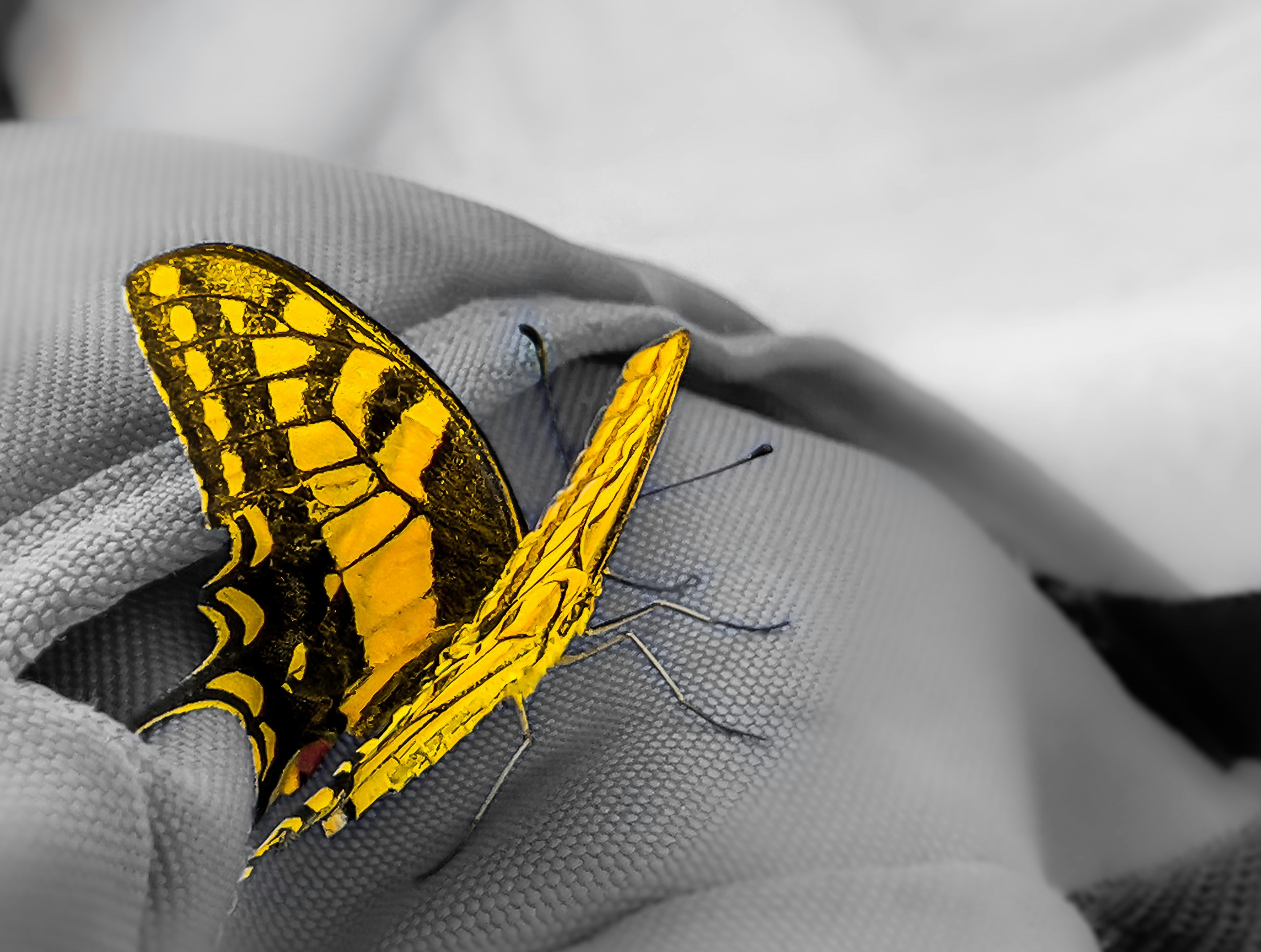 Vivid Yellow Swallowtail Poised on Textured Gray Fabric