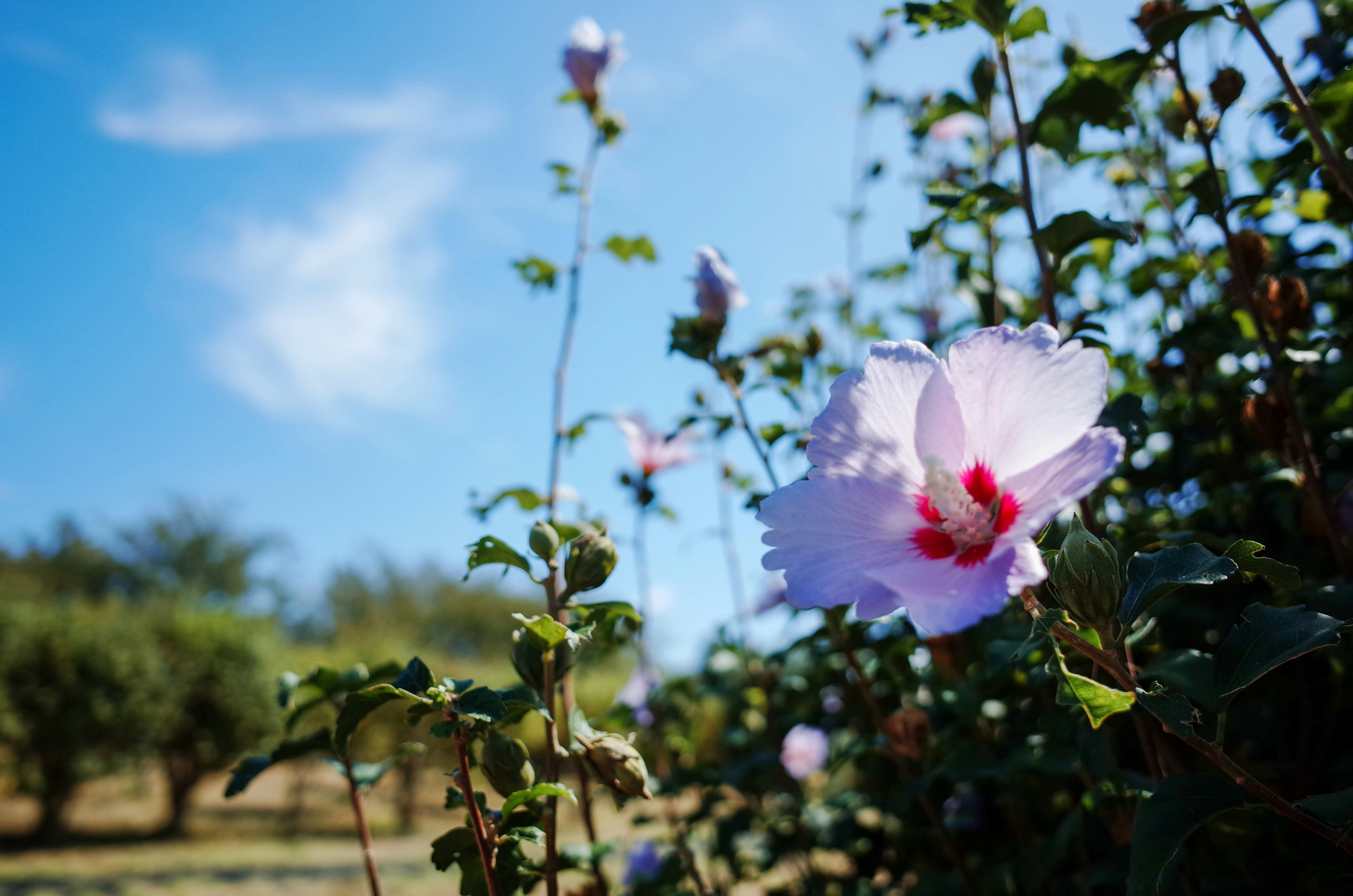 Hibiscus in Focus: A Sunlit Bloom Framed by a Clear Spring Sky