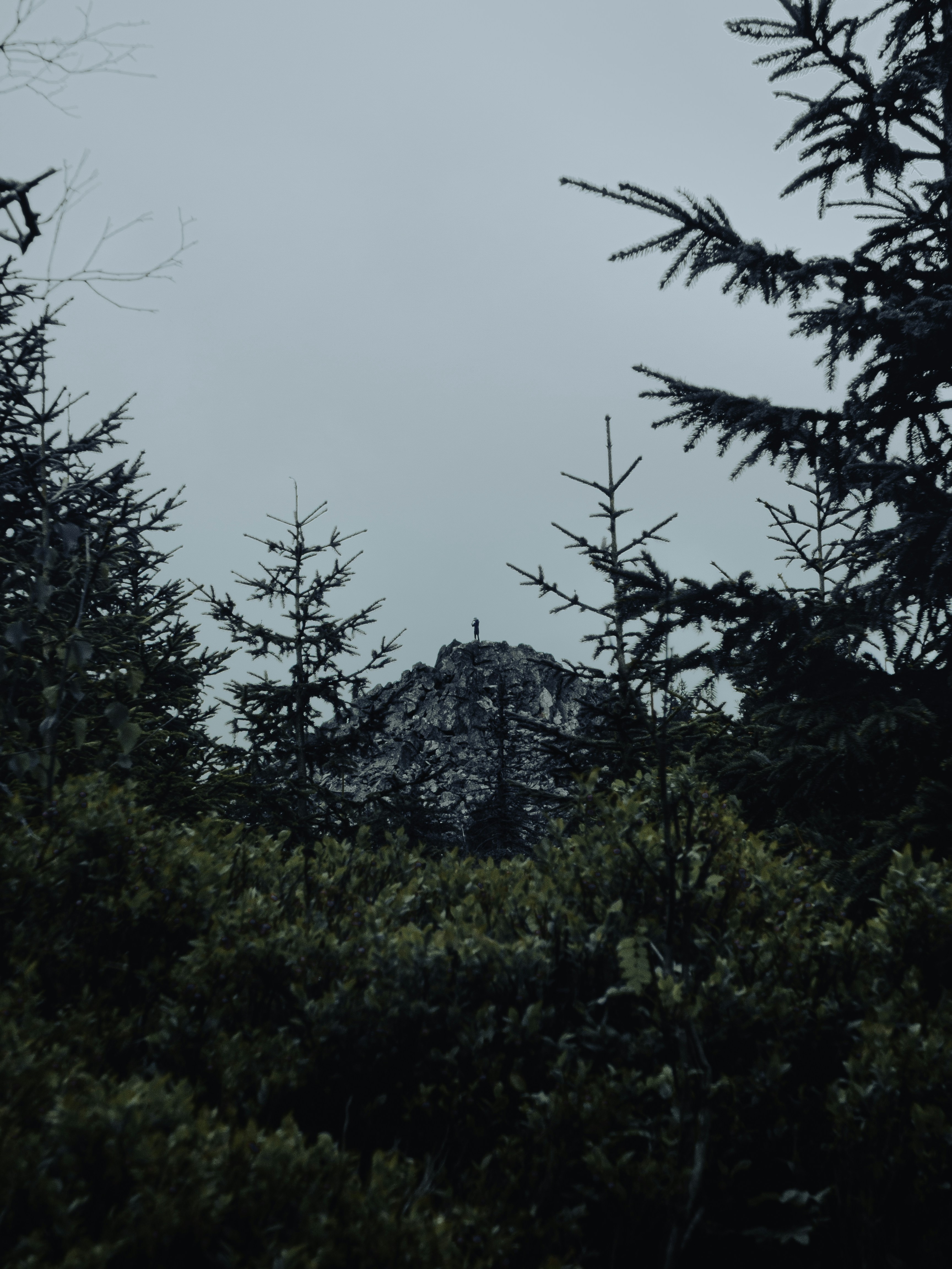 A lone figure stands atop a rocky peak, framed by dense evergreen trees, evoking a sense of adventure and solitude. The moody atmosphere hints at the challenges of exploration.