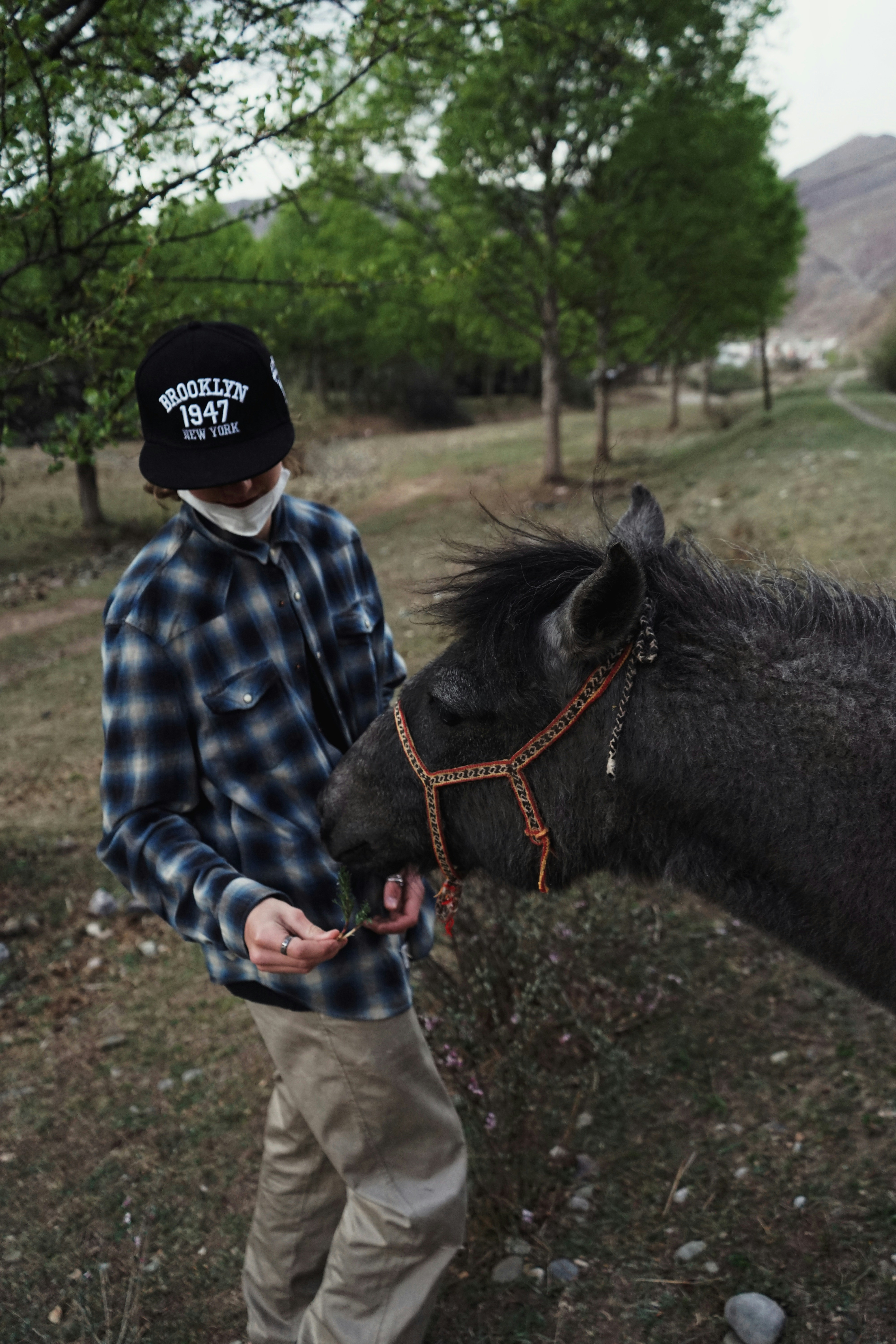 Hands and Horse: Quiet Exchange in a Green Field