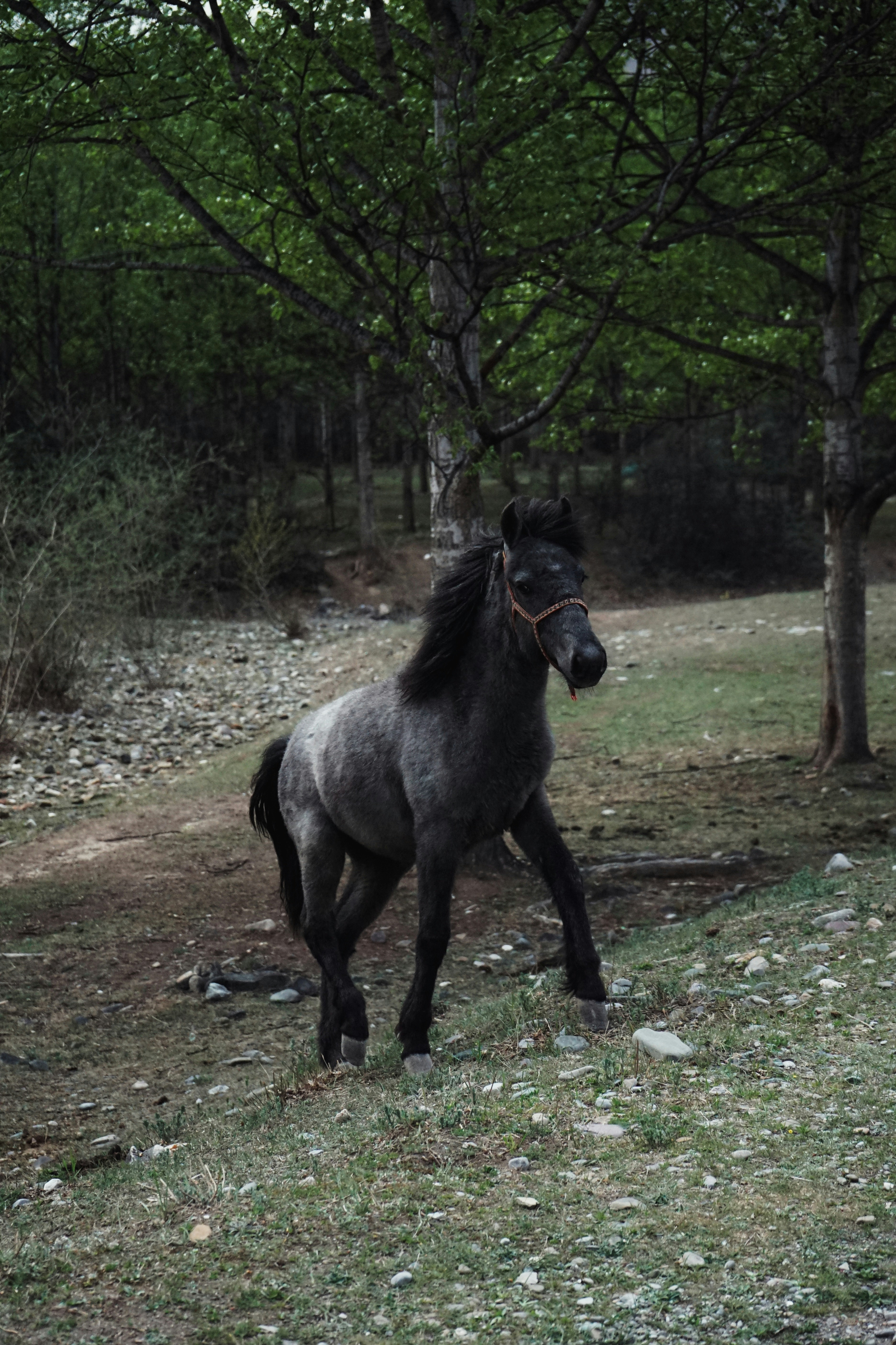 a black horse running through a field next to trees