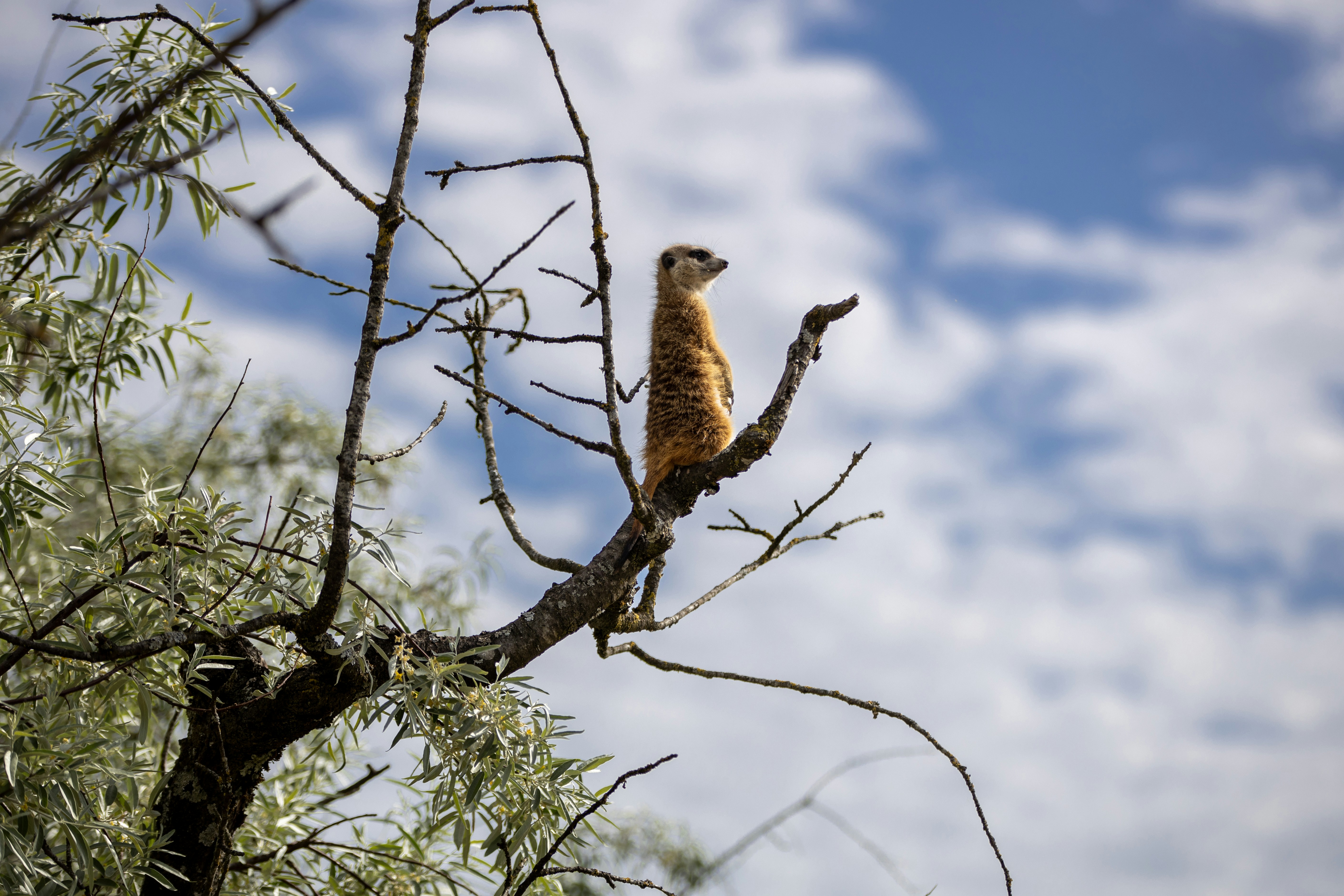 Lone Squirrel Scout on a Weathered Branch Beneath a Wide Sky