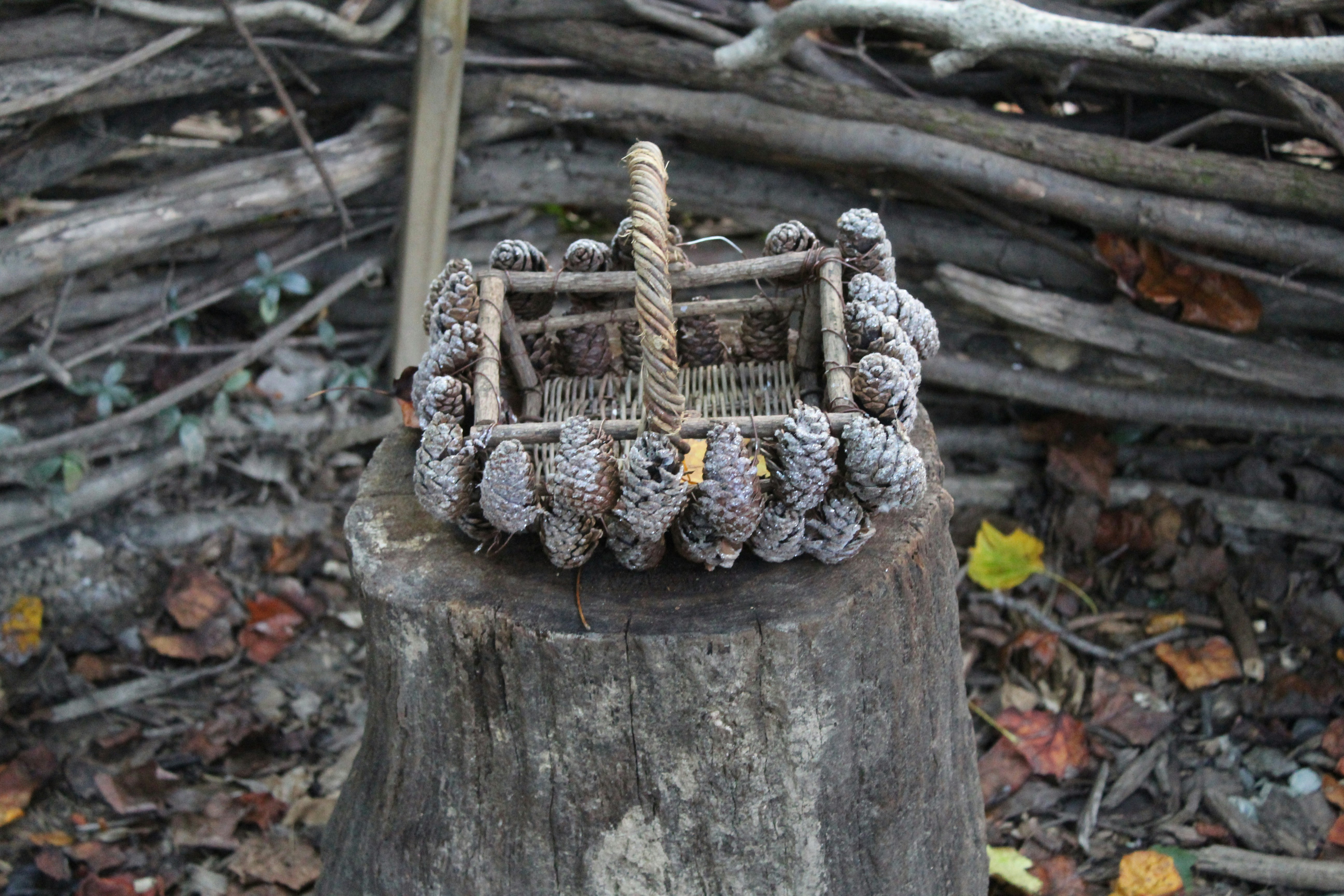 a pine cone basket sitting on top of a tree stump