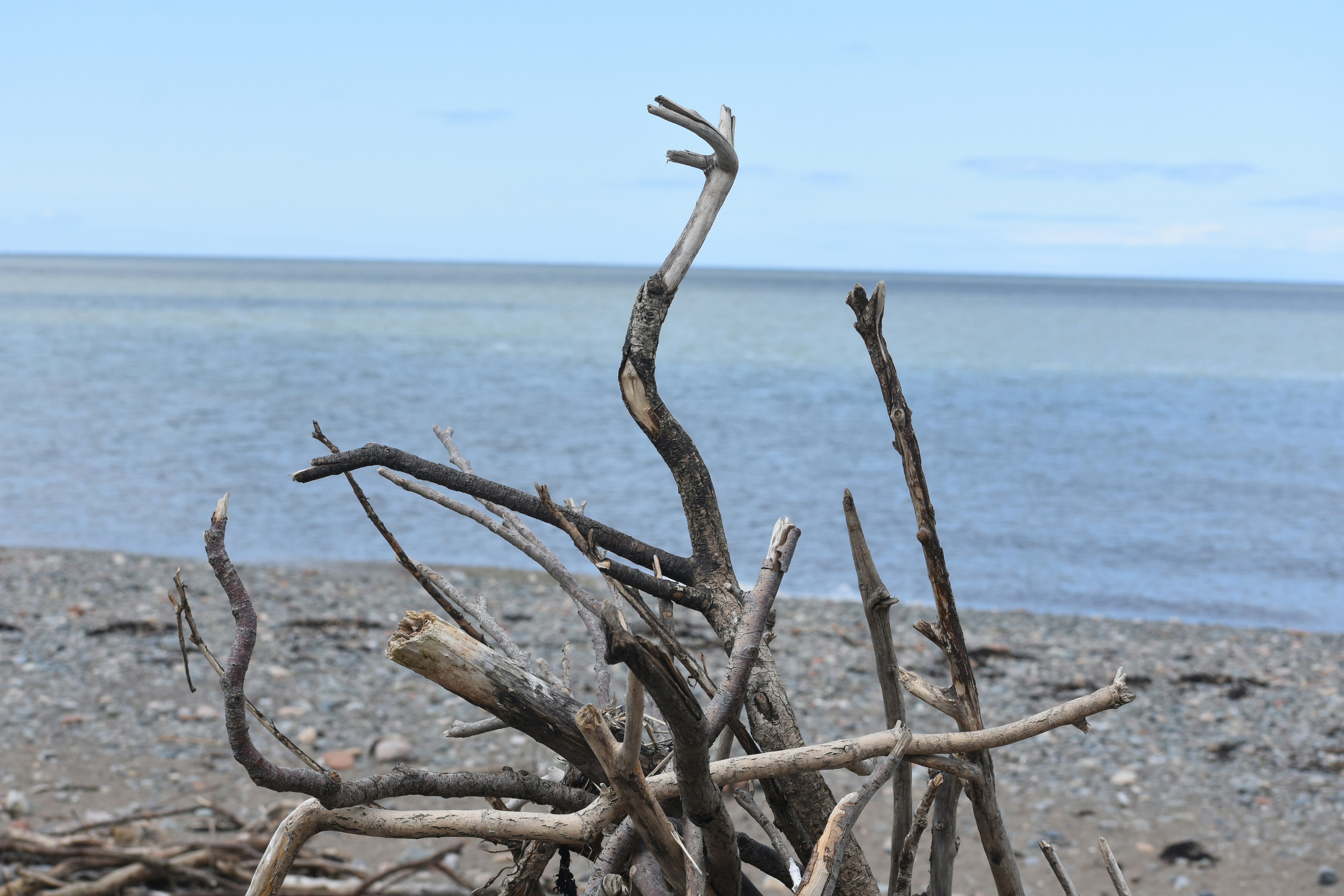 A tree branch sticking out of the sand on a beach photo – Free Allonby ...