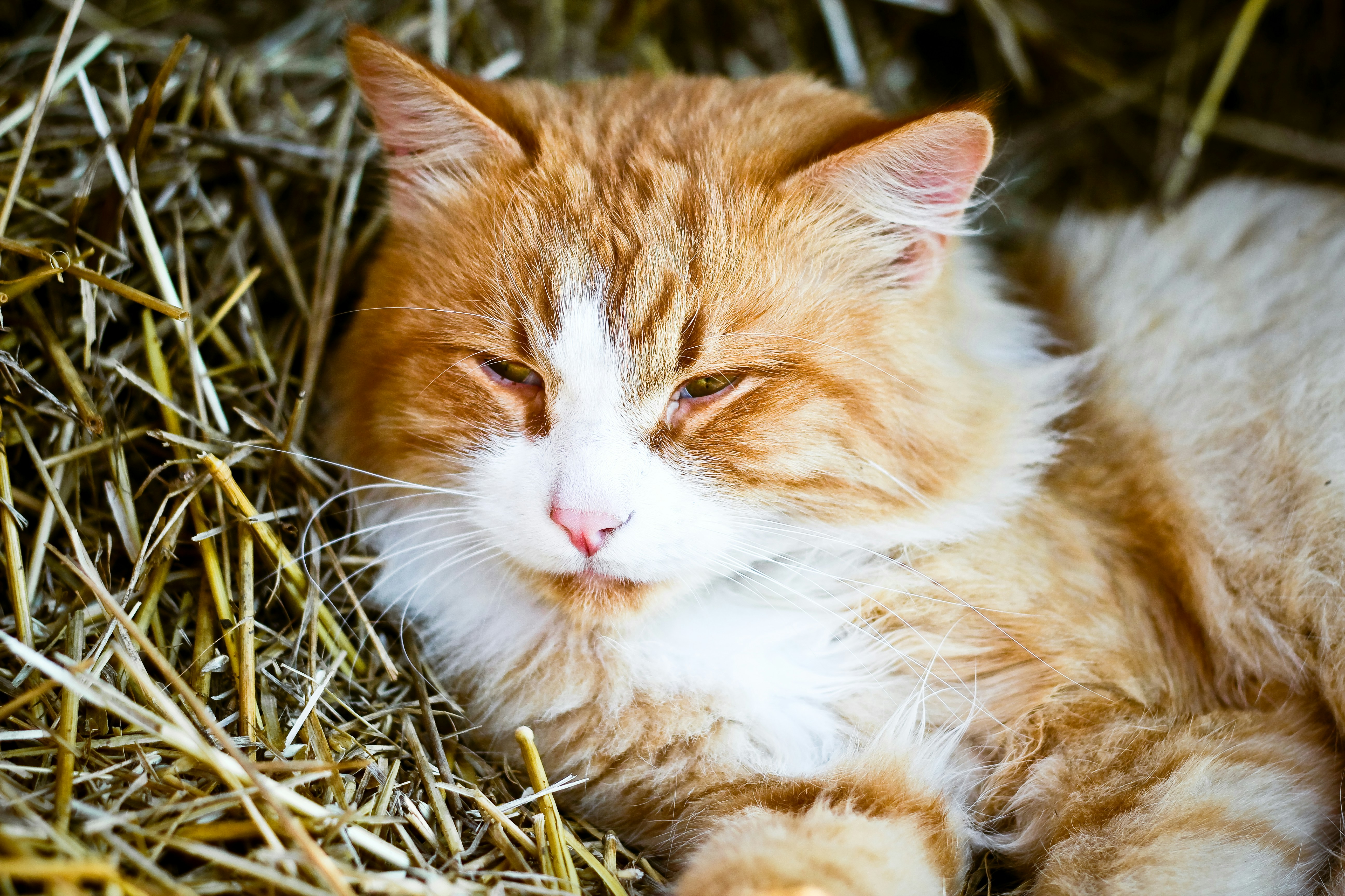 Fluffy orange and white cat lounging comfortably among a bed of straw, exuding a sense of tranquility.