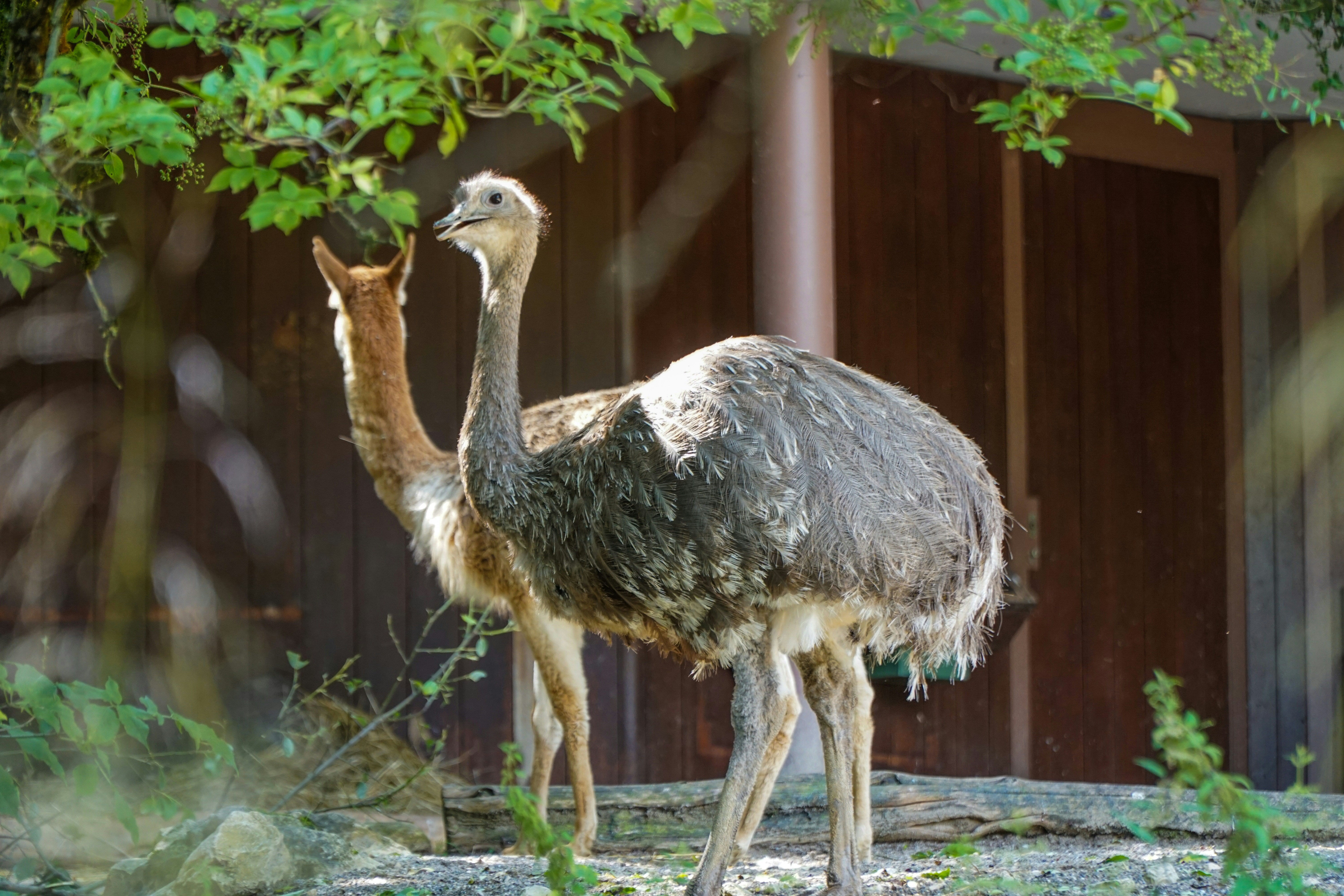 Une autruche debout à côté d’un bébé autruche photo – Photo Oiseau ...
