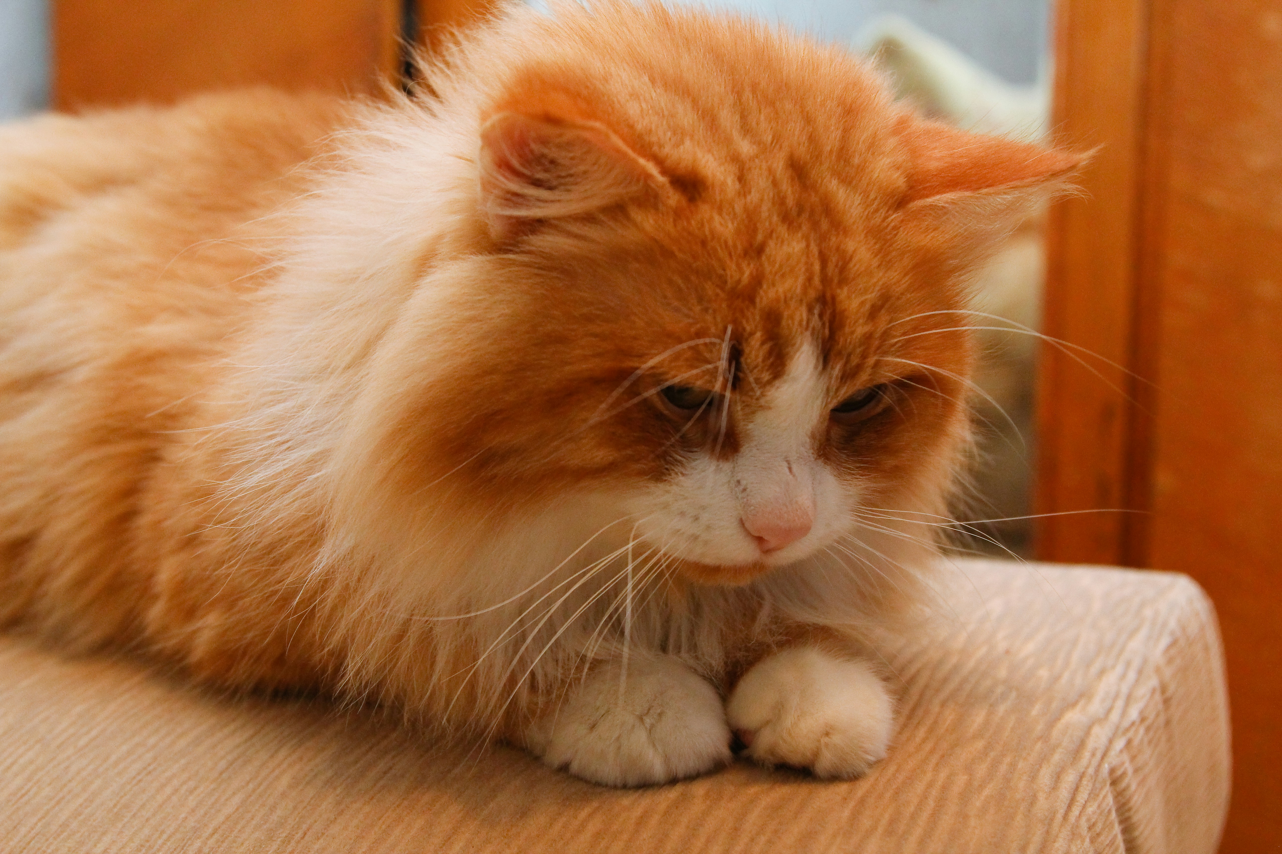 Fluffy orange cat resting peacefully on a soft surface, exuding a sense of tranquility.