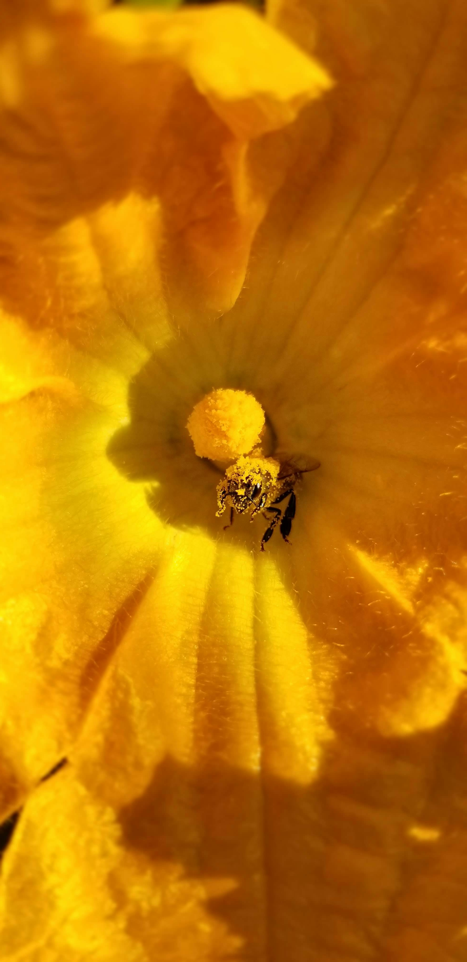 Close-up of a bee nestled within a vibrant yellow flower, showcasing intricate details of both the insect and the bloom.