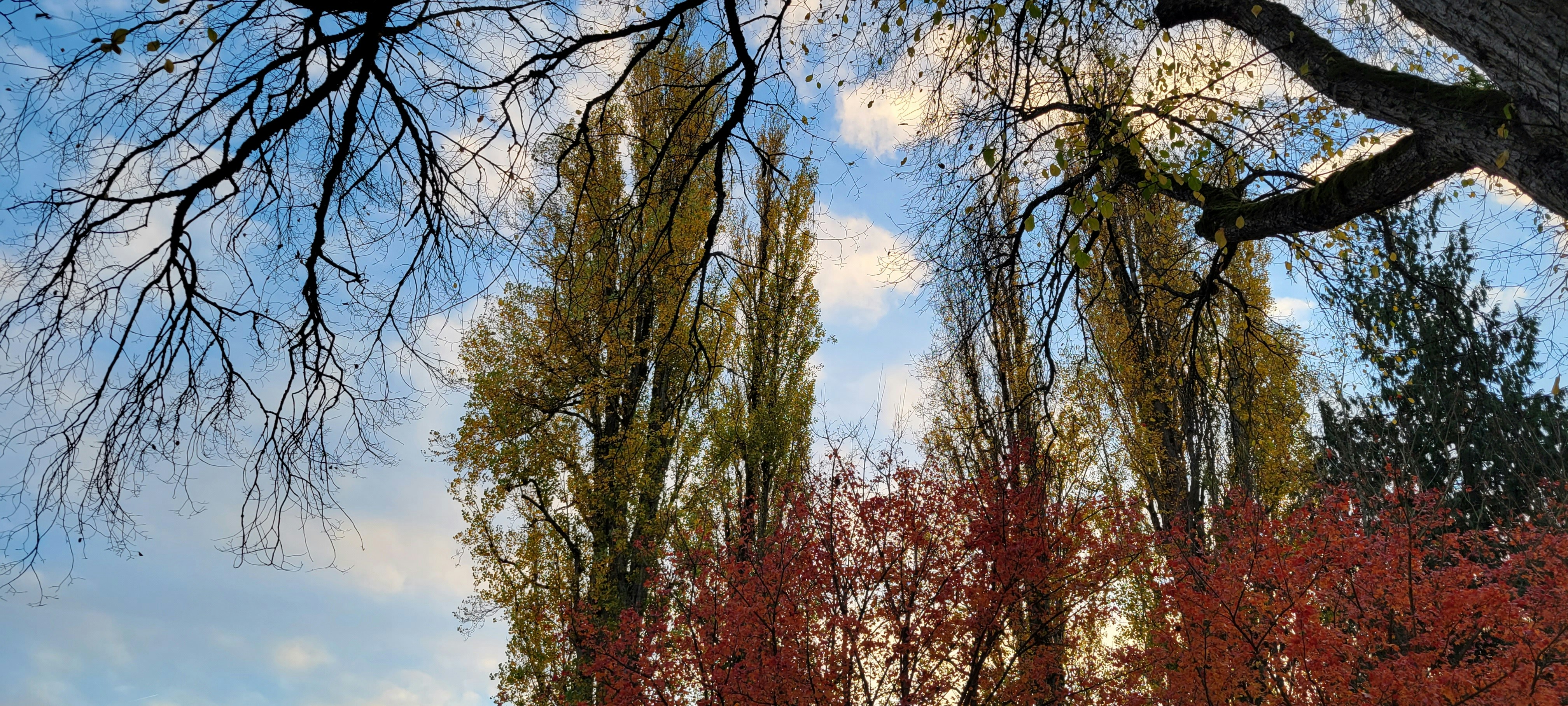 a couple of trees that are next to each other