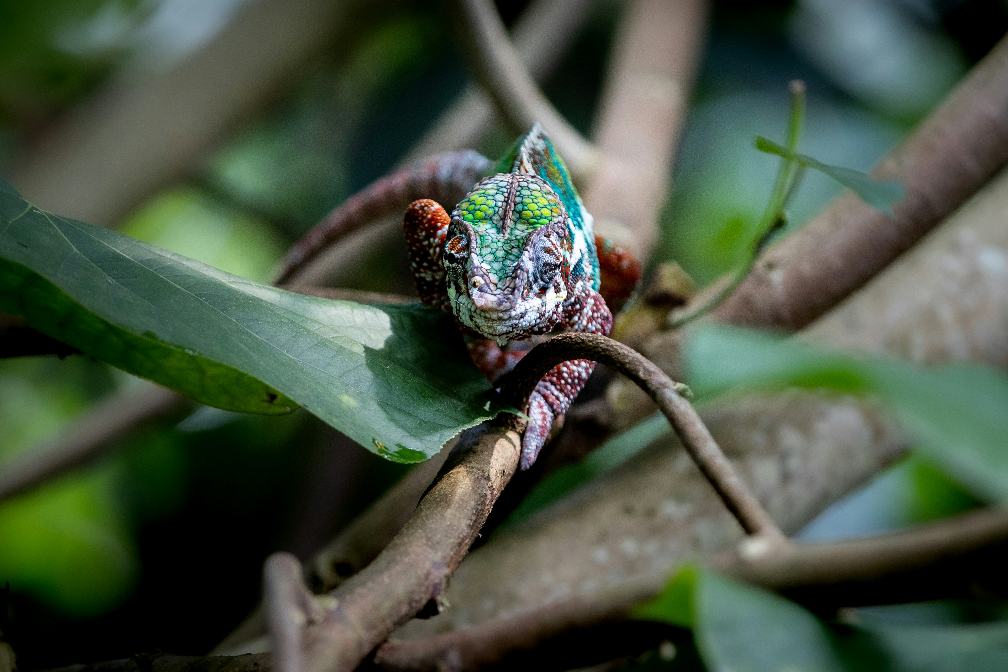 Iridescent Gecko Peering Through a Tangle of Branches