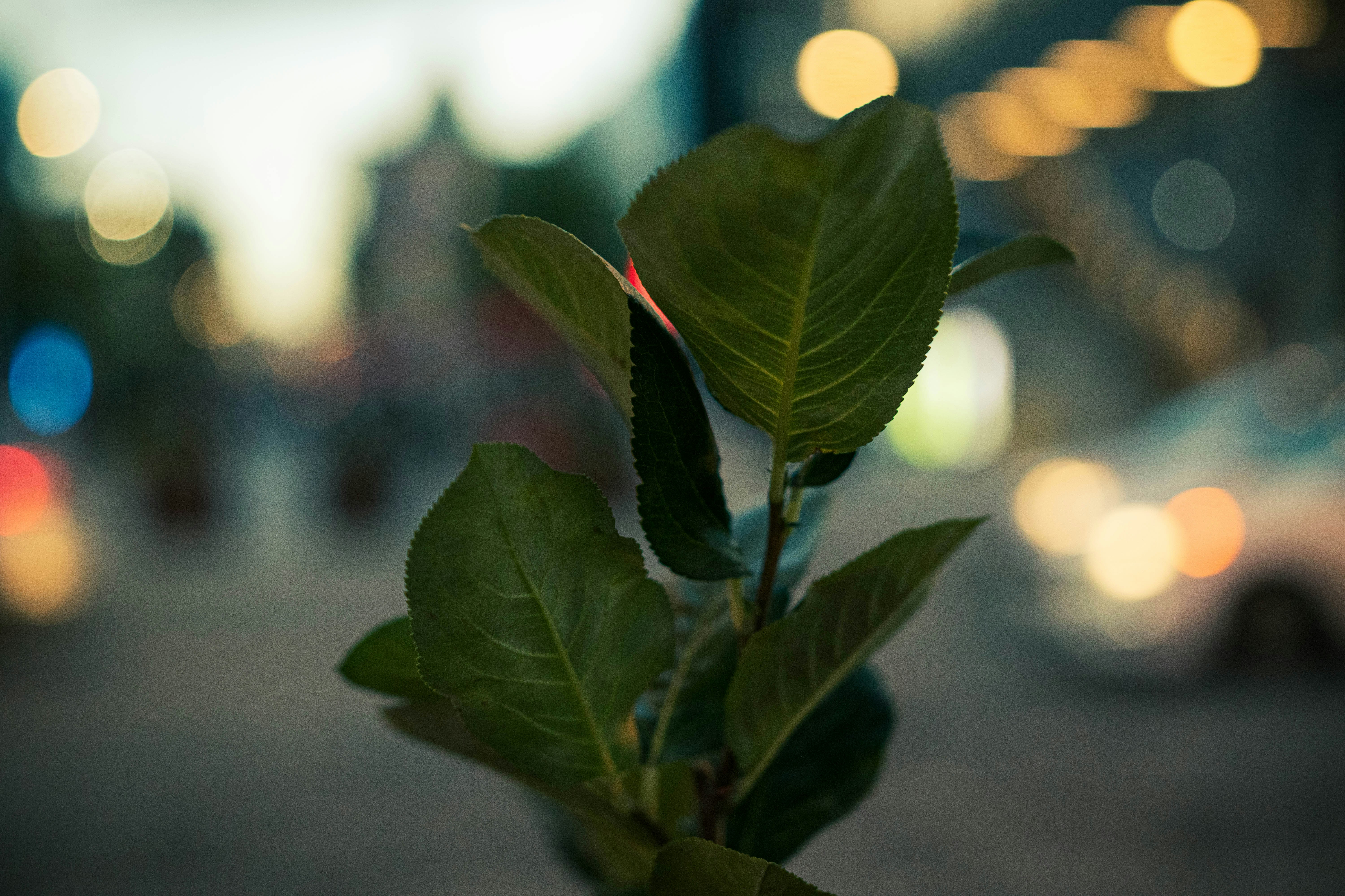 Emerald in the City Blur