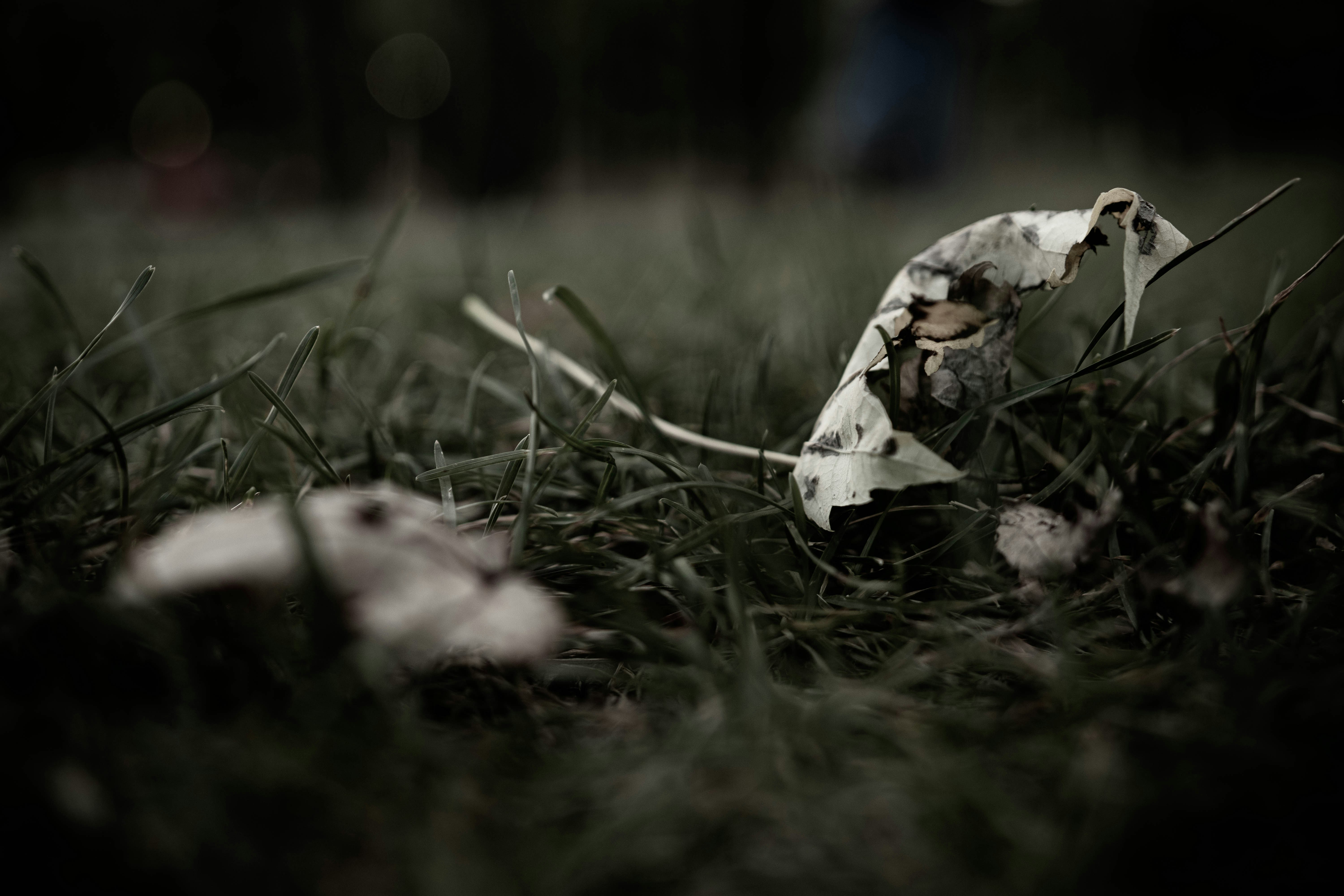 A close up of a leaf in the grass photo – Free Montreal Image on Unsplash