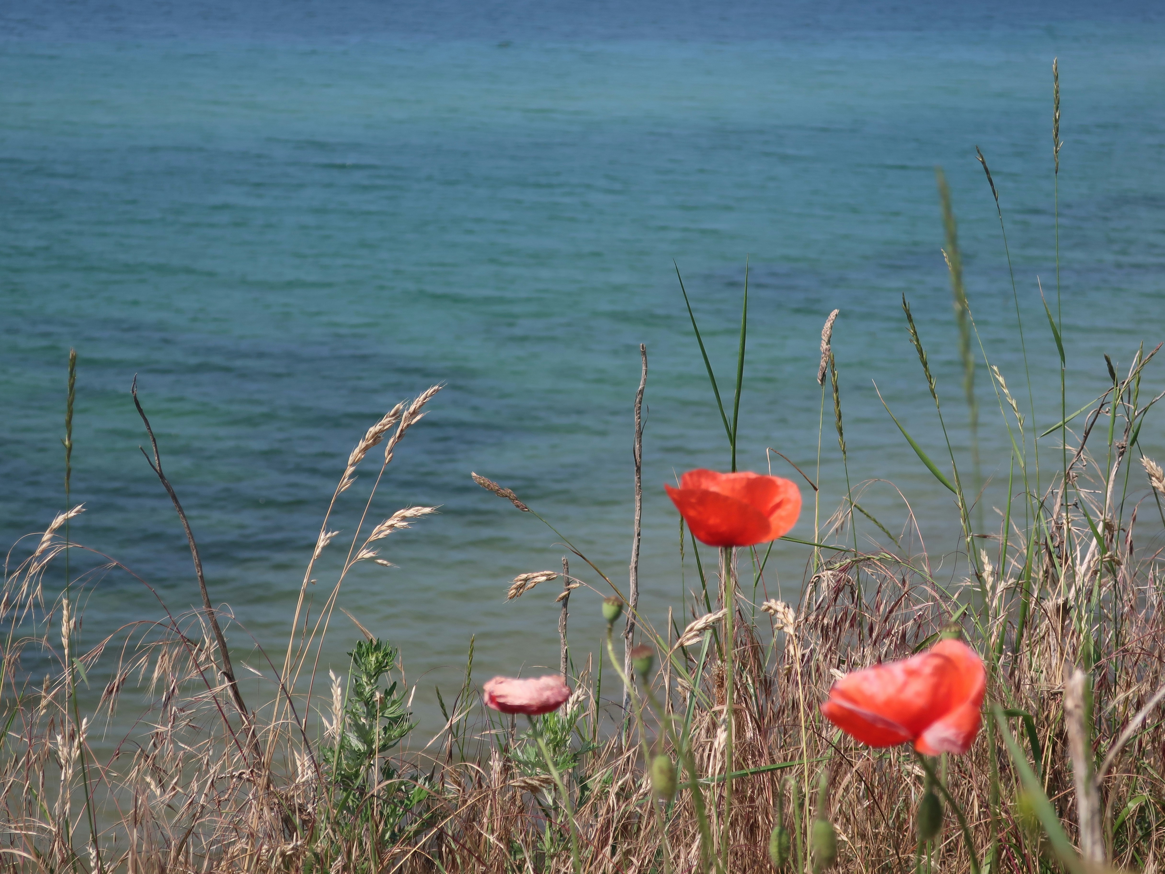 Red Poppies by the Quiet Shore