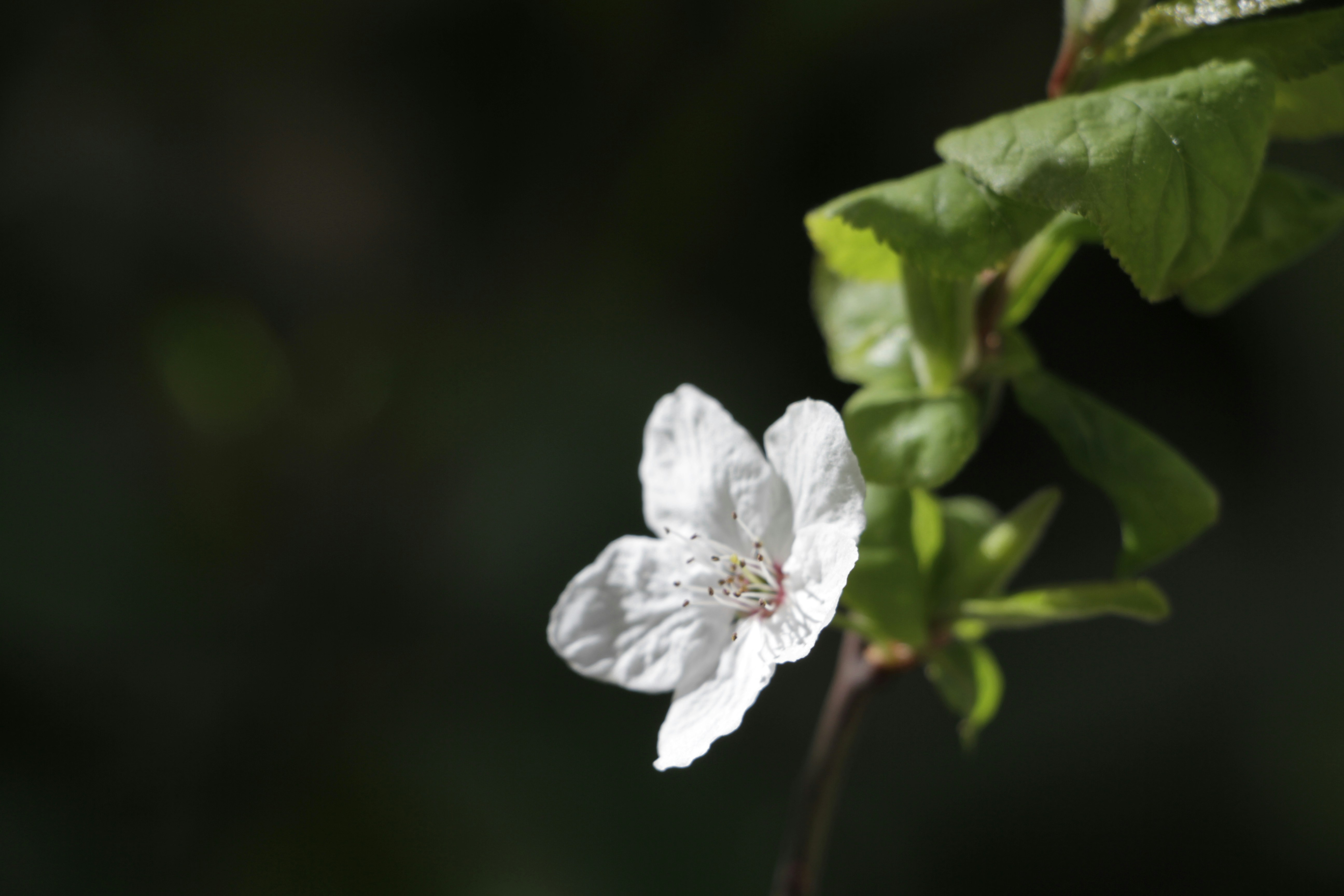 Single white flower illuminated against a dark background, showcasing intricate petal details and vibrant green leaves.
