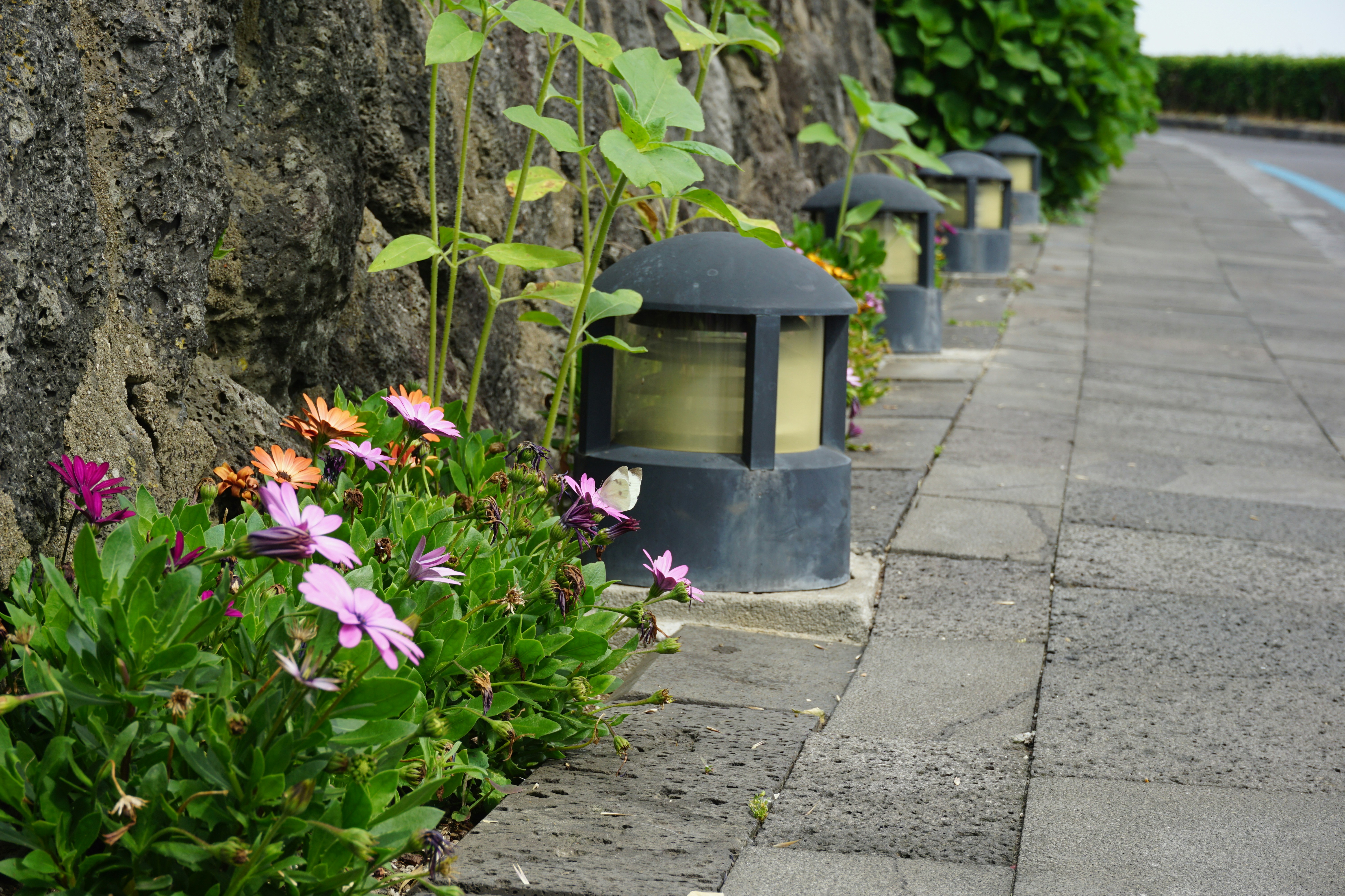 Petals by the Path: Lanterns and the Quiet Street