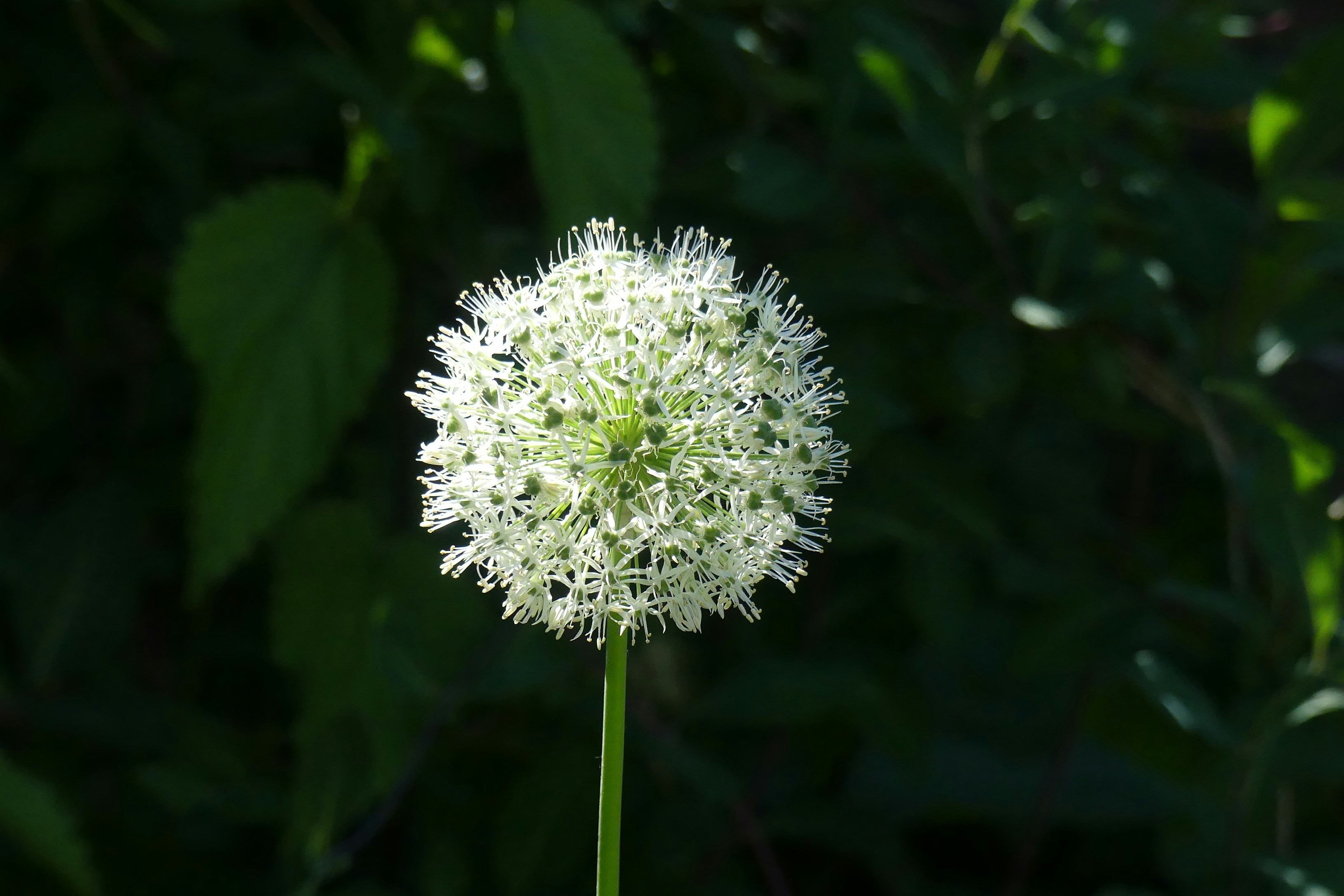 Allium Globe in Quiet Green: a solitary bloom against shadowed foliage