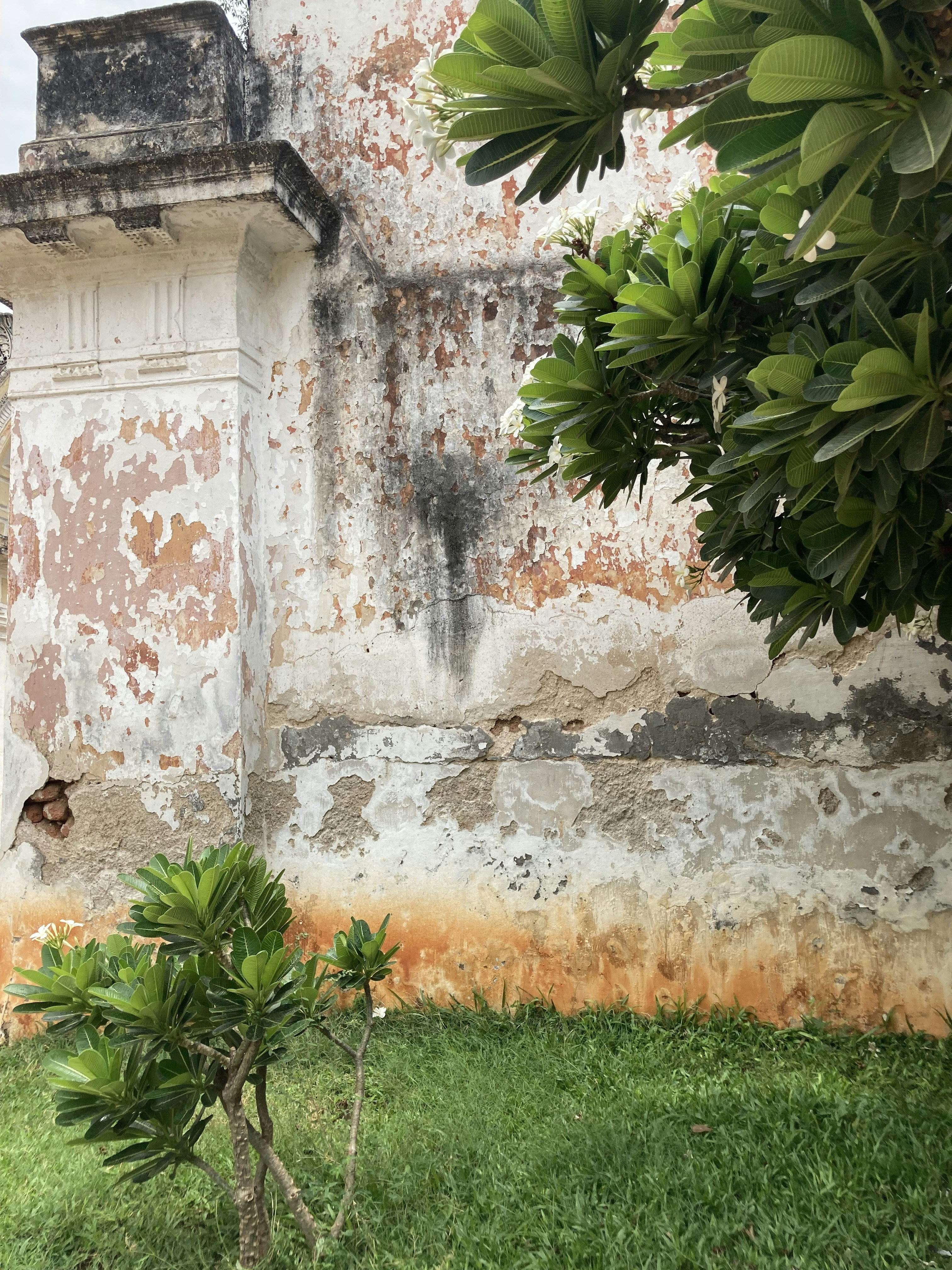 Whispers of Time: Nature Meets Decay