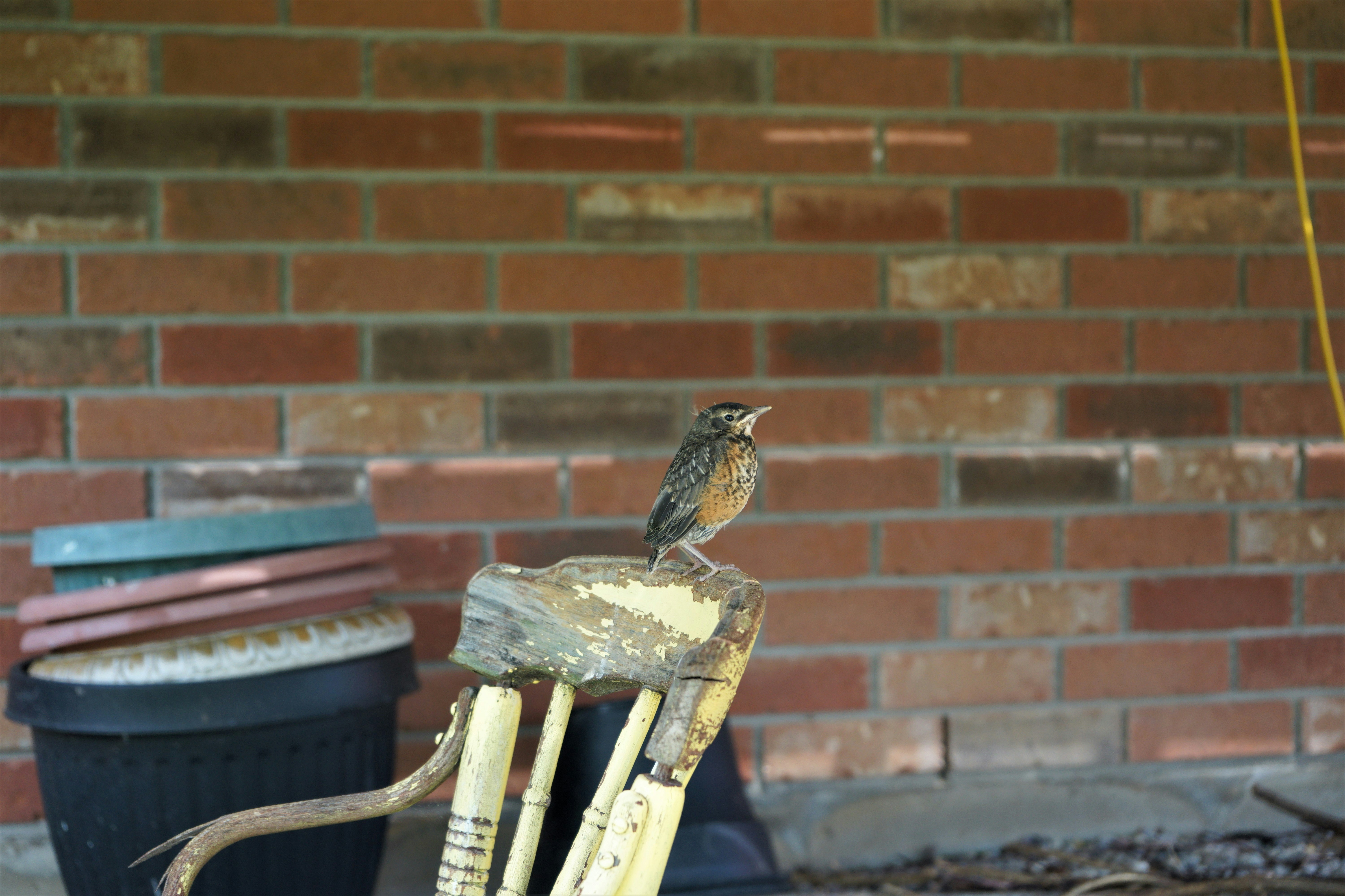 Baby Robin