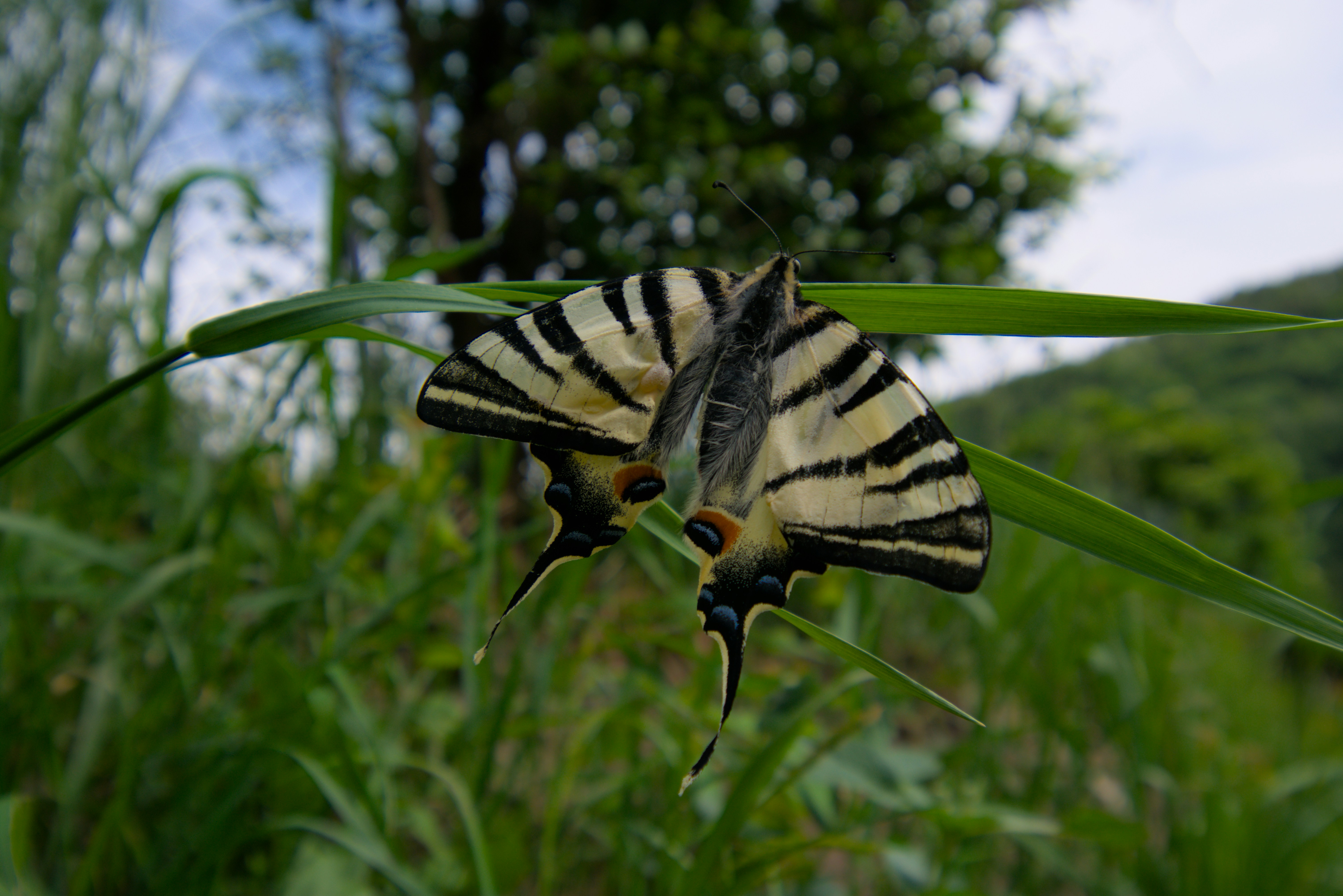 Swallowtail butterfly perched delicately on a blade of grass, surrounded by lush greenery under a soft sky.